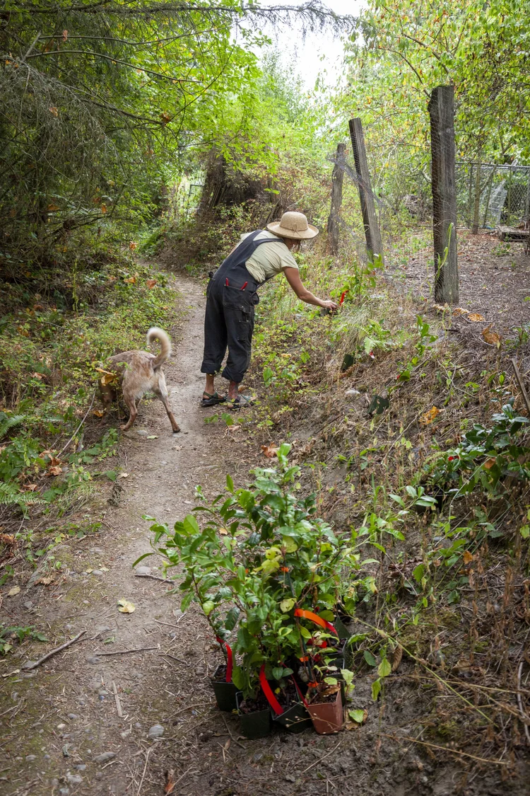About — Goodness Tea Farm