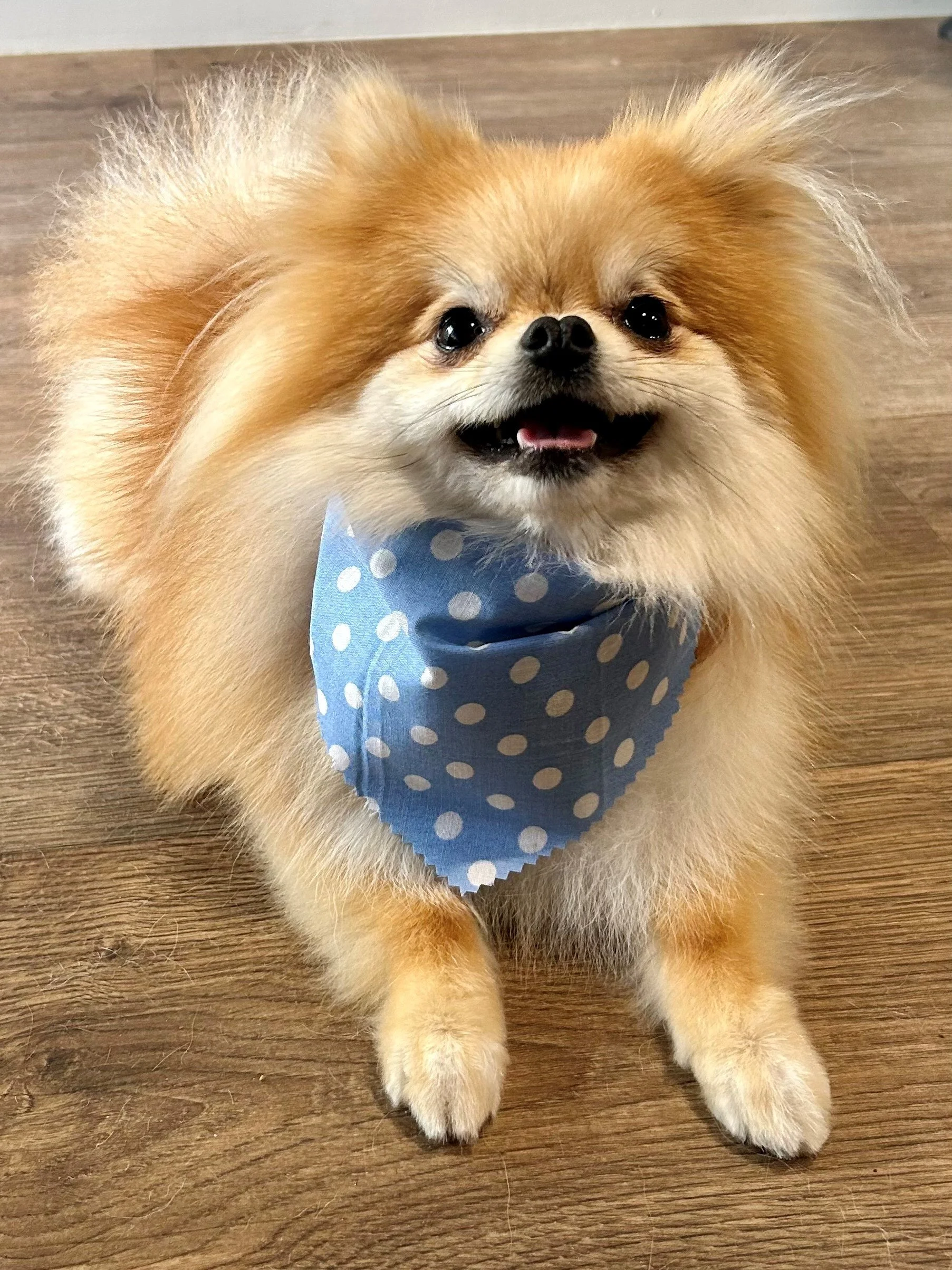 Pawsitive Choice Dog Training | Central Coast, Sydney & Newcastle