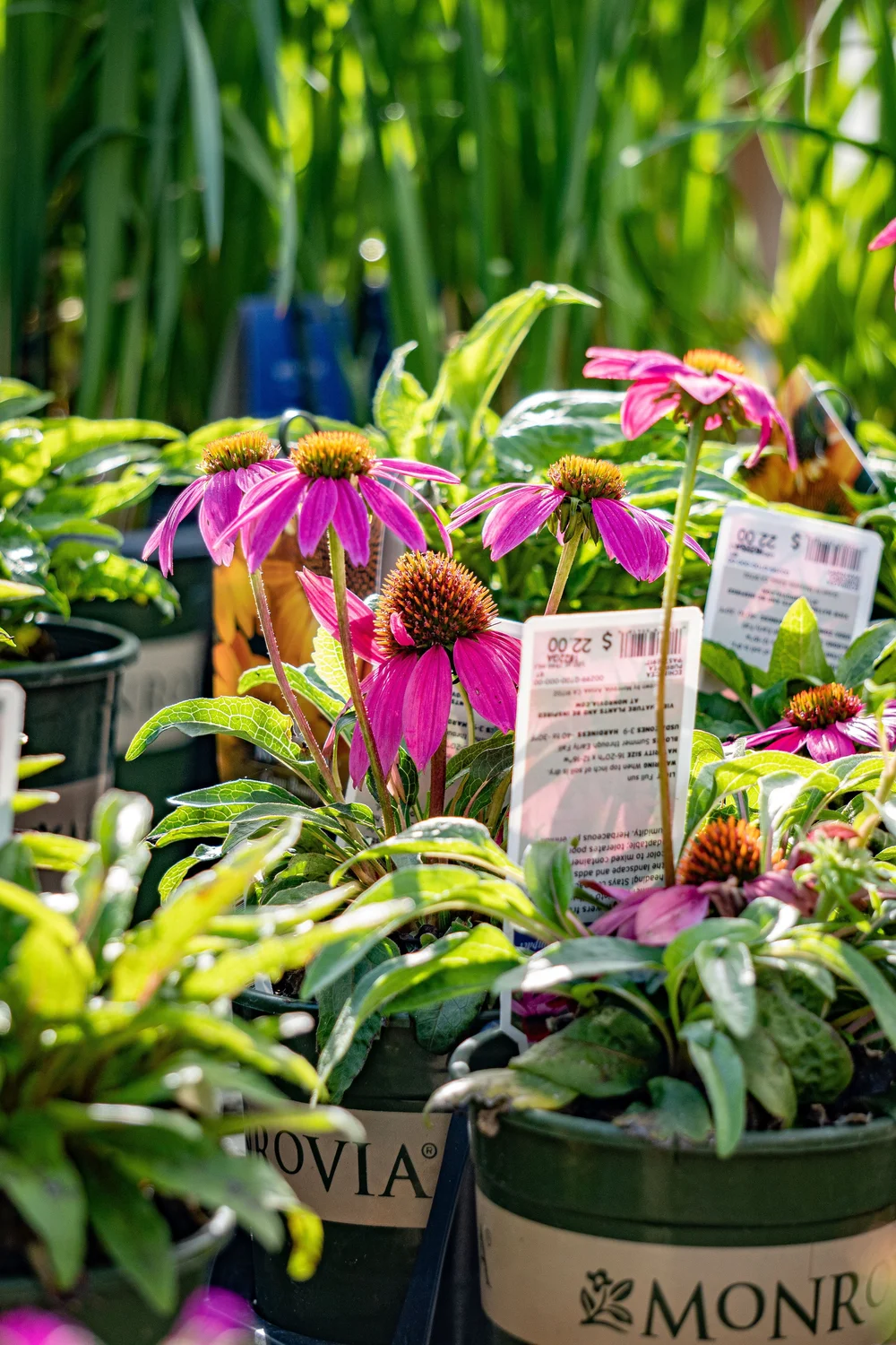 Perennials — River City Lawnscape