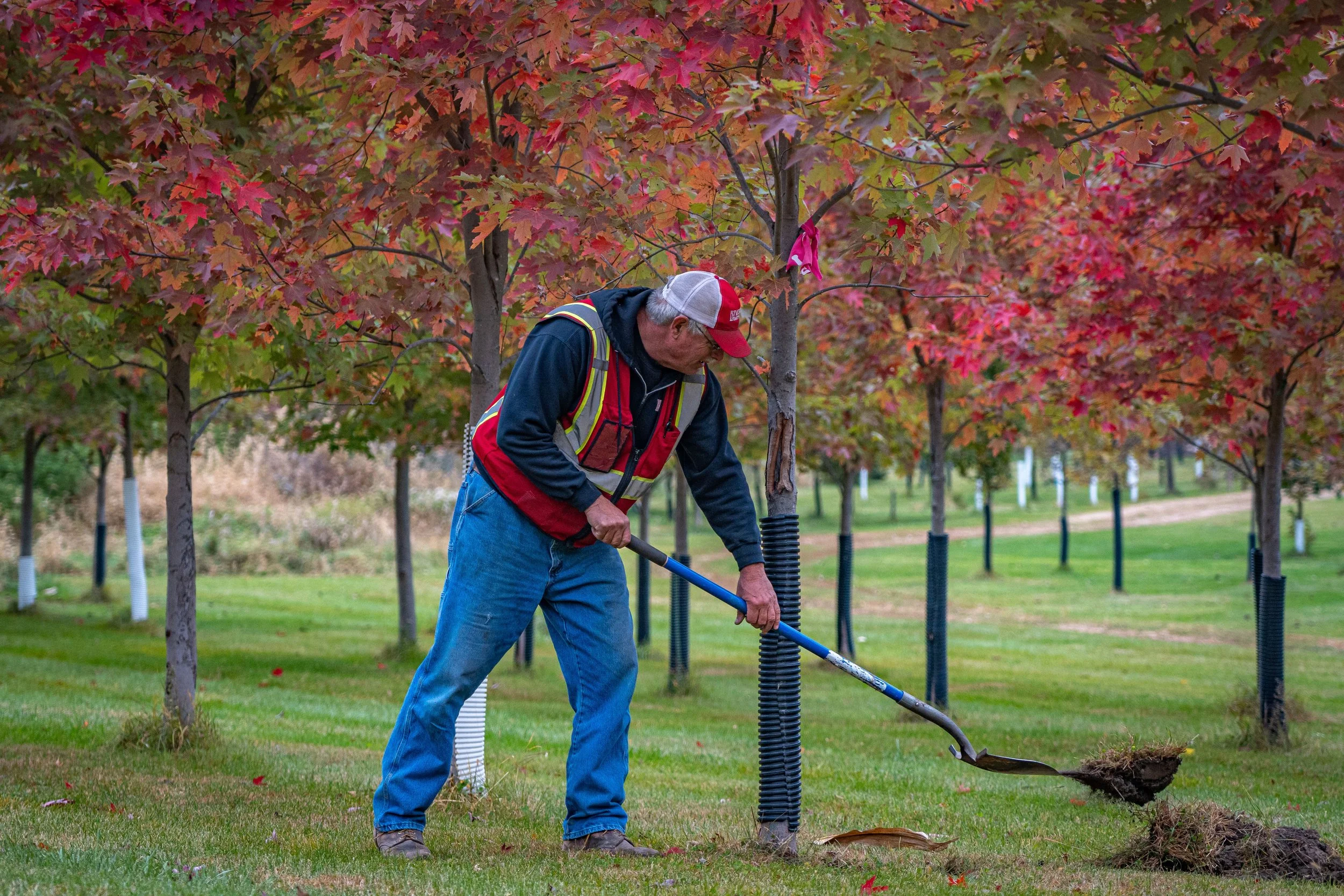 Tree Spading — River City Lawnscape