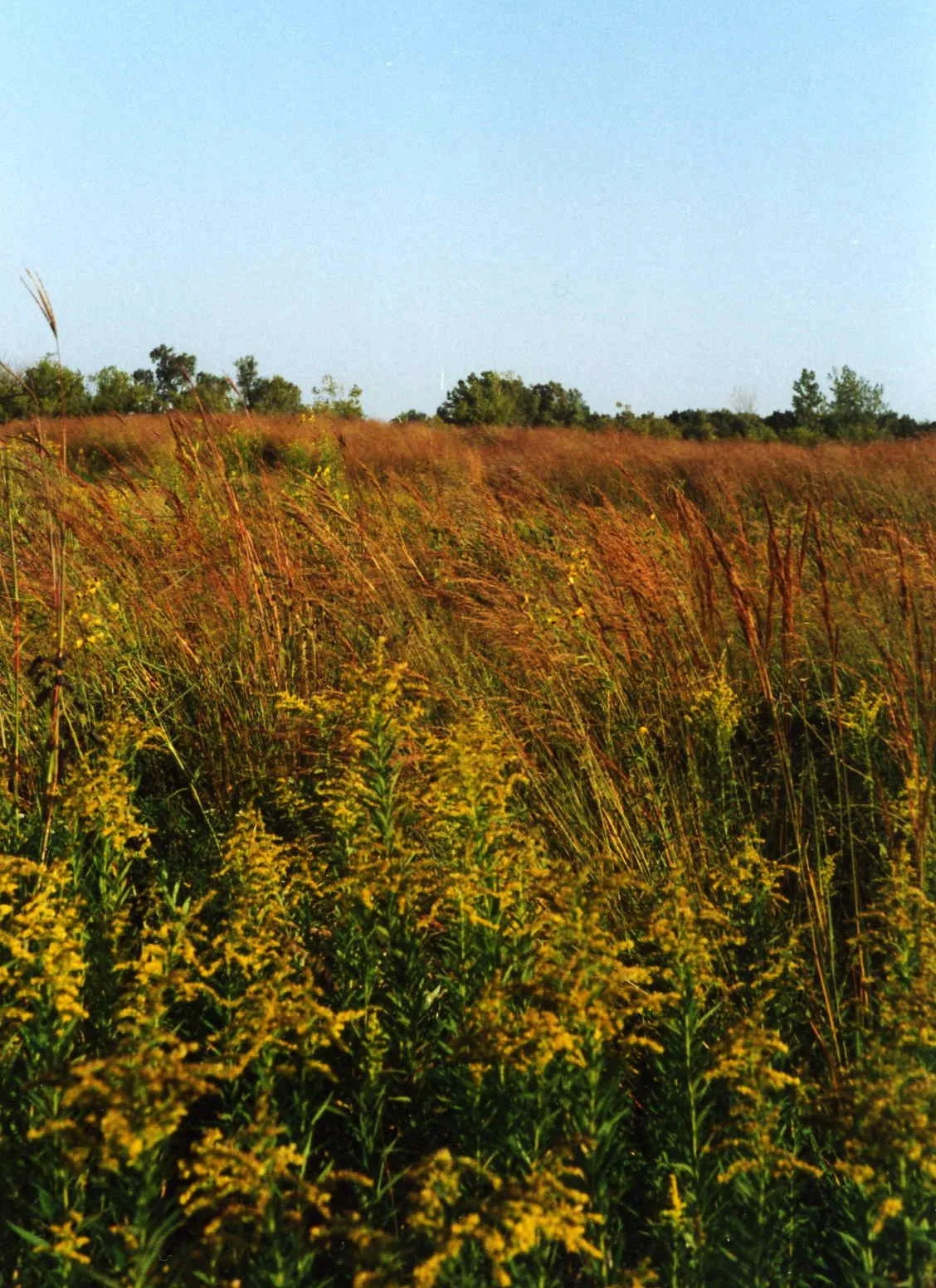 PRAIRIE — Brookside Landscapes
