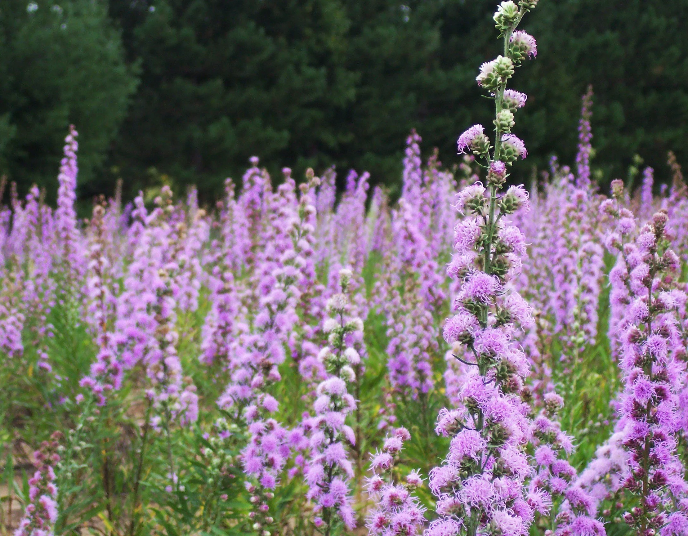 PRAIRIE — Brookside Landscapes