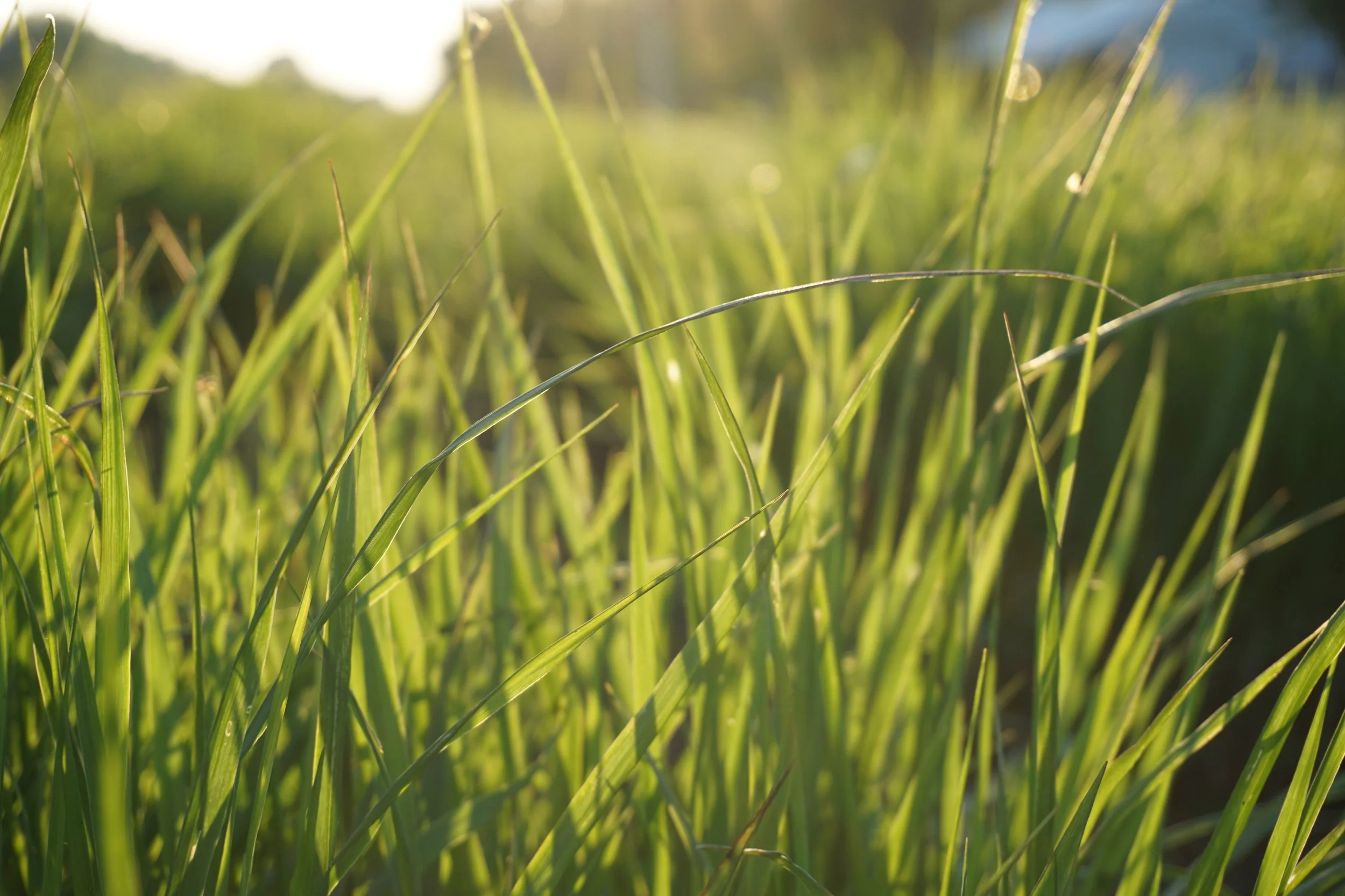 Brookside Turfgrass — Brookside Landscapes