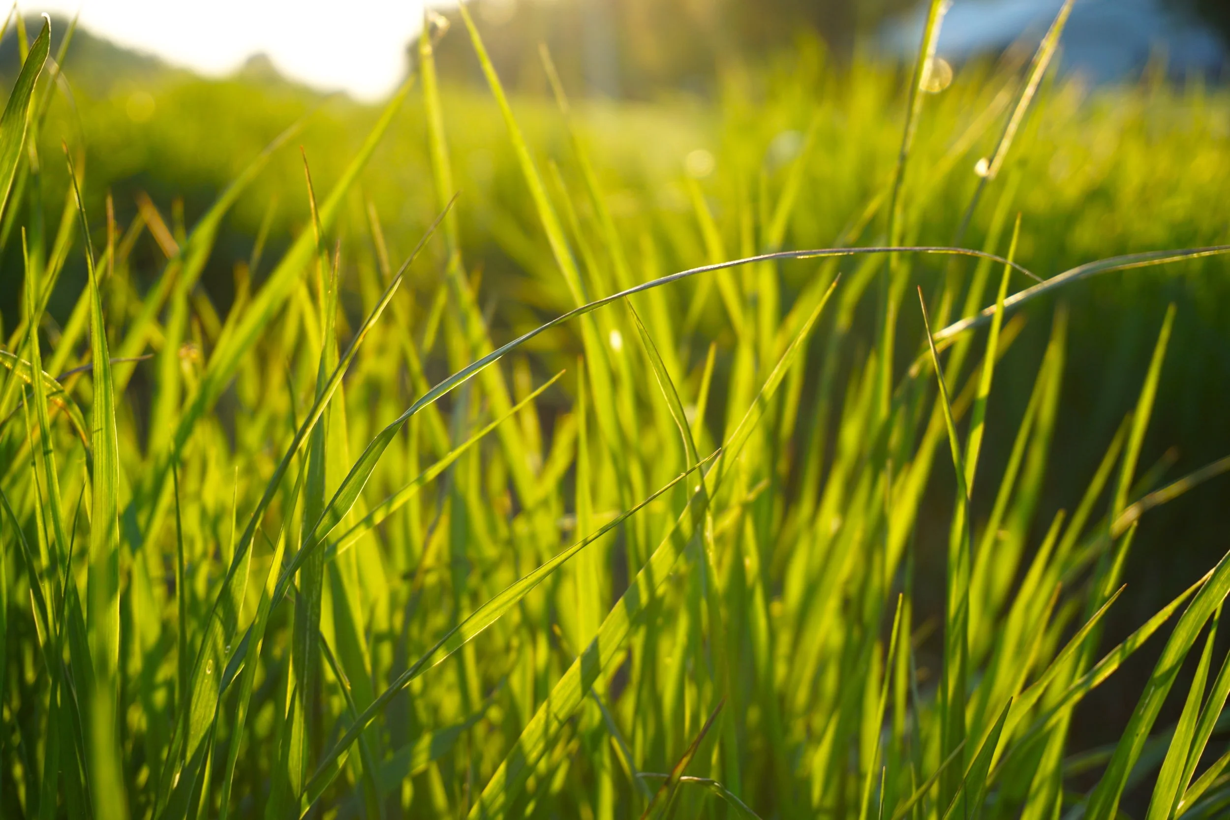 TURFGRASS — Brookside Landscapes