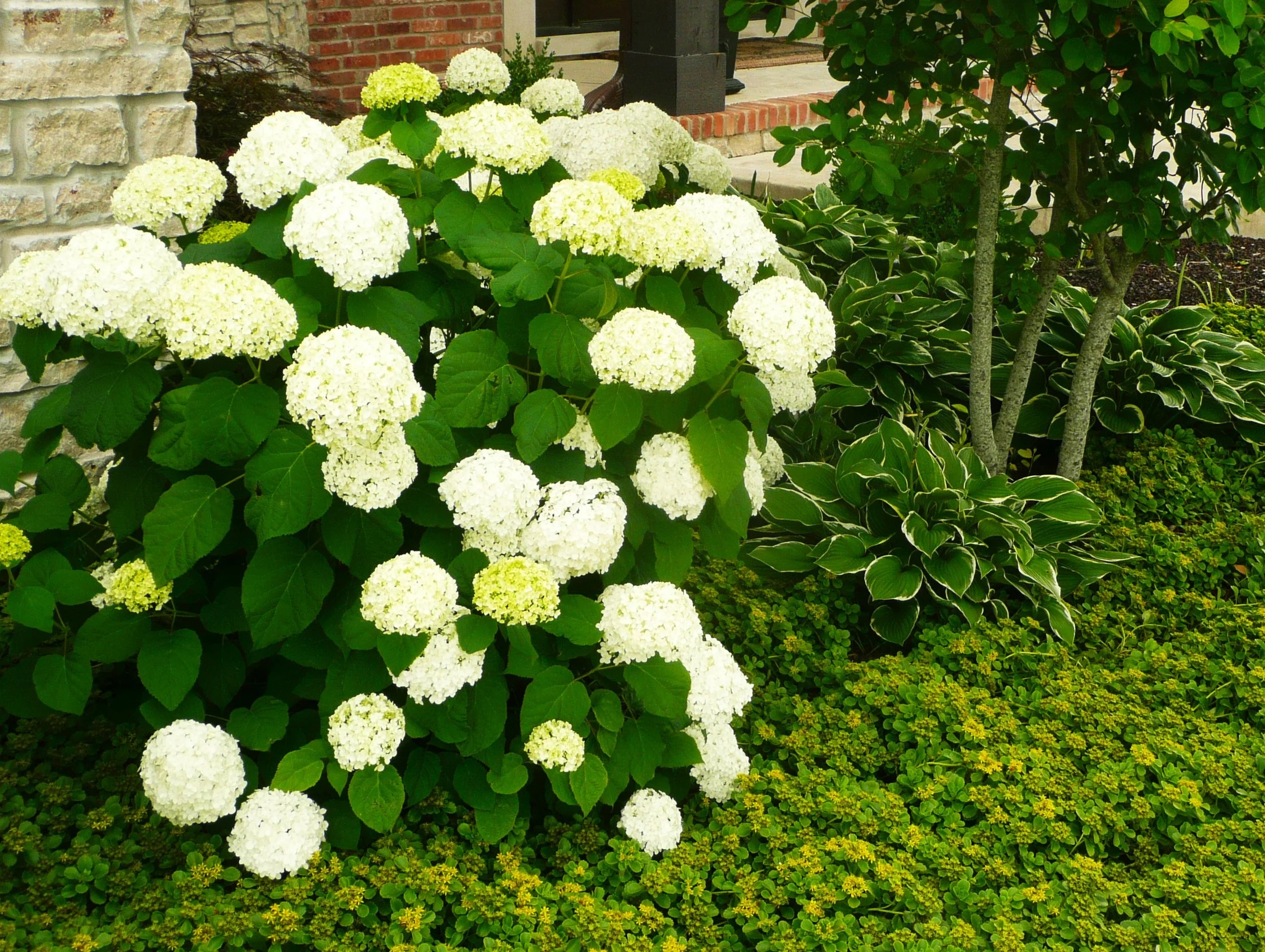 PLANTINGS — Brookside Landscapes