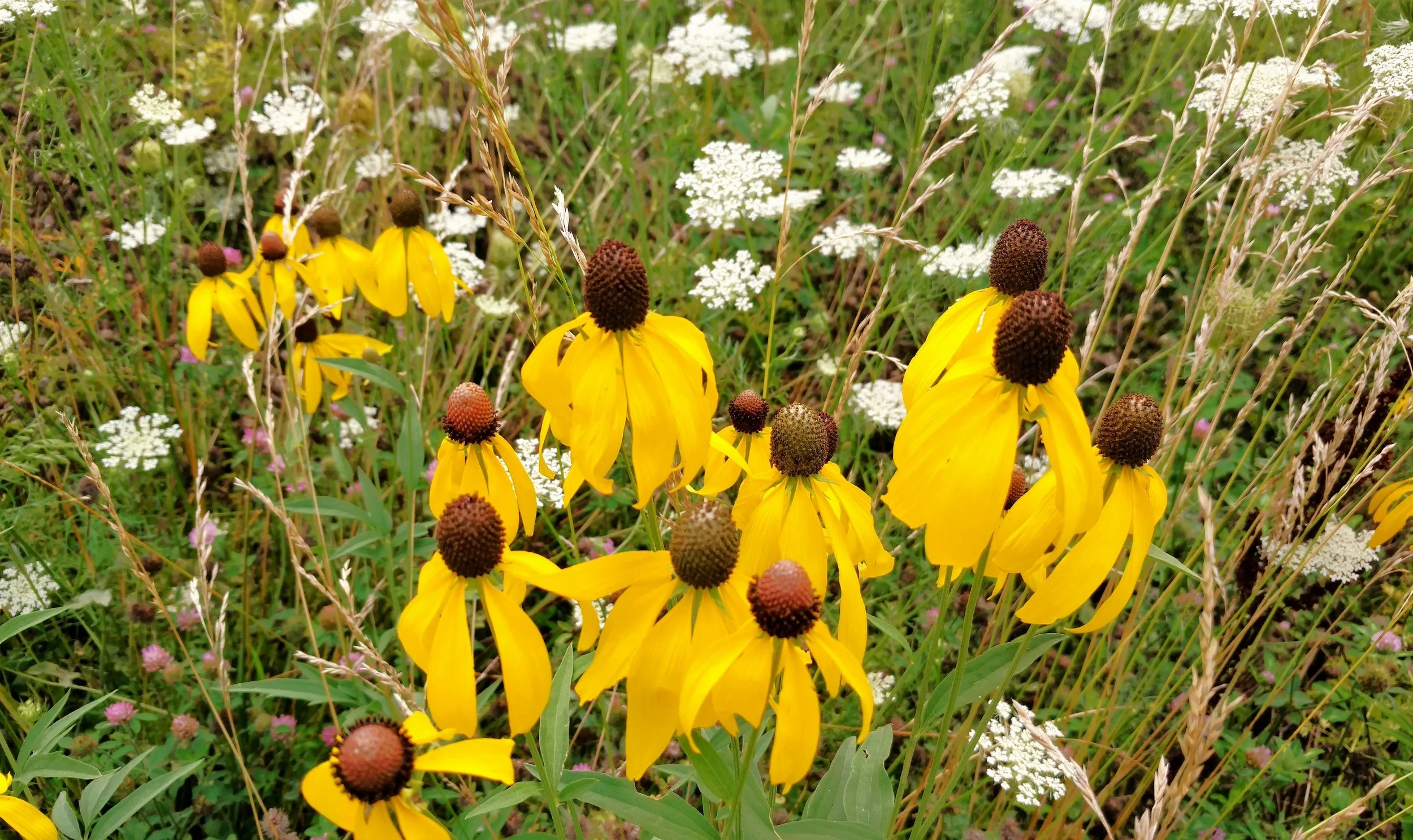 PRAIRIE — Brookside Landscapes