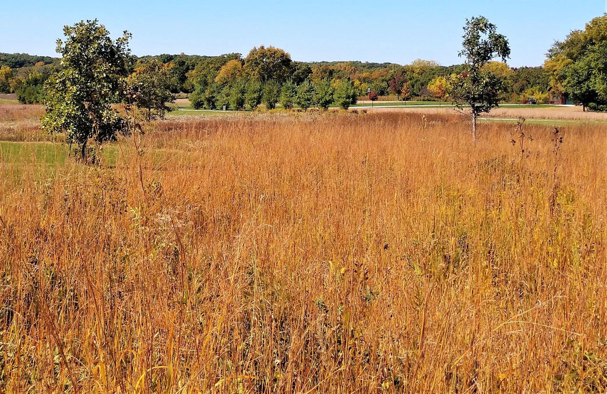 PRAIRIE — Brookside Landscapes