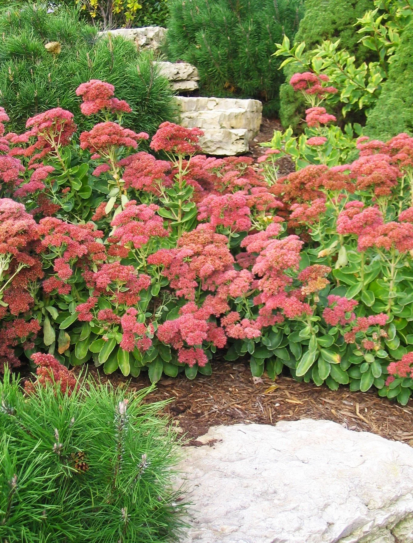 PLANTINGS — Brookside Landscapes