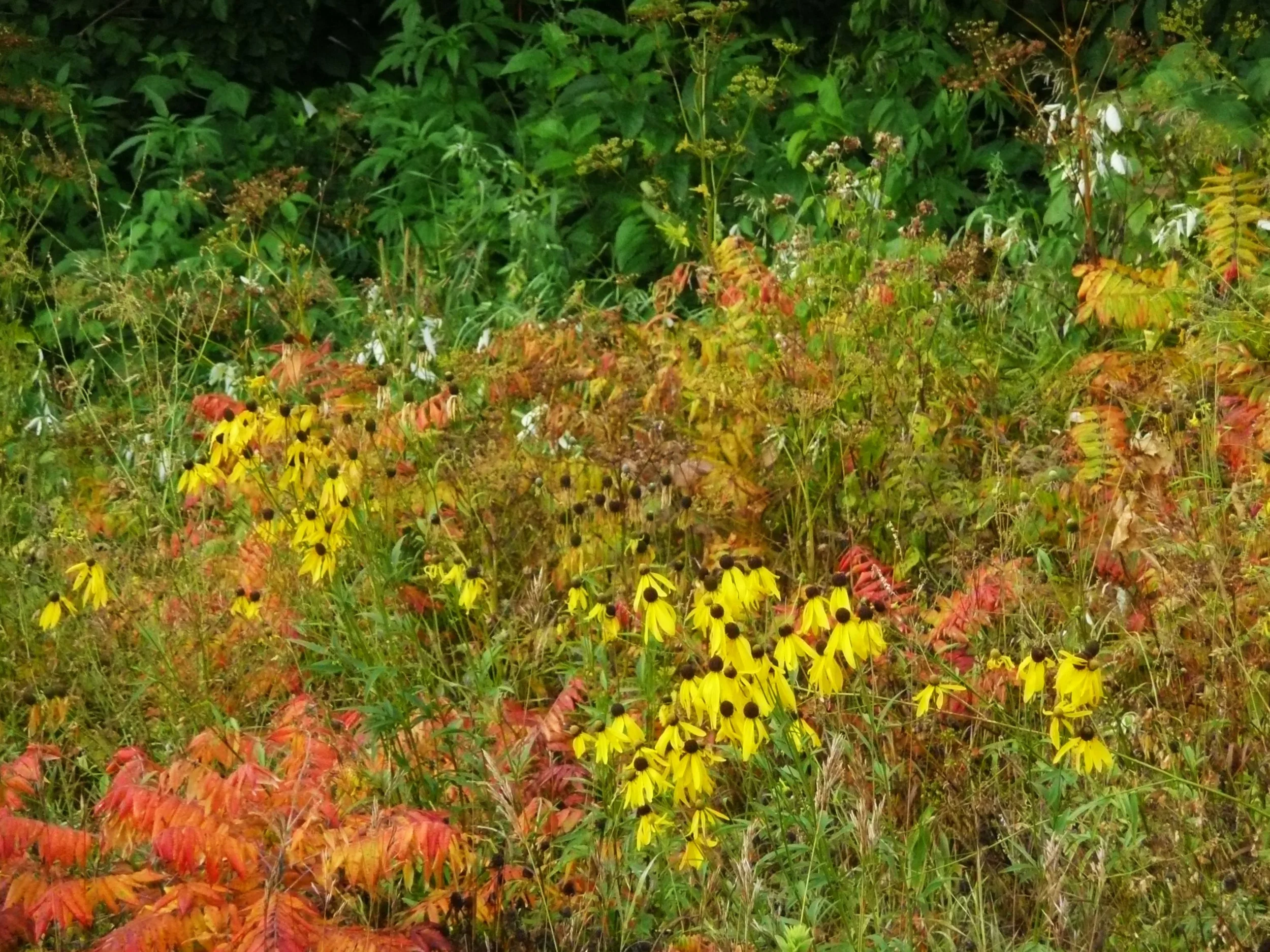 PRAIRIE — Brookside Landscapes
