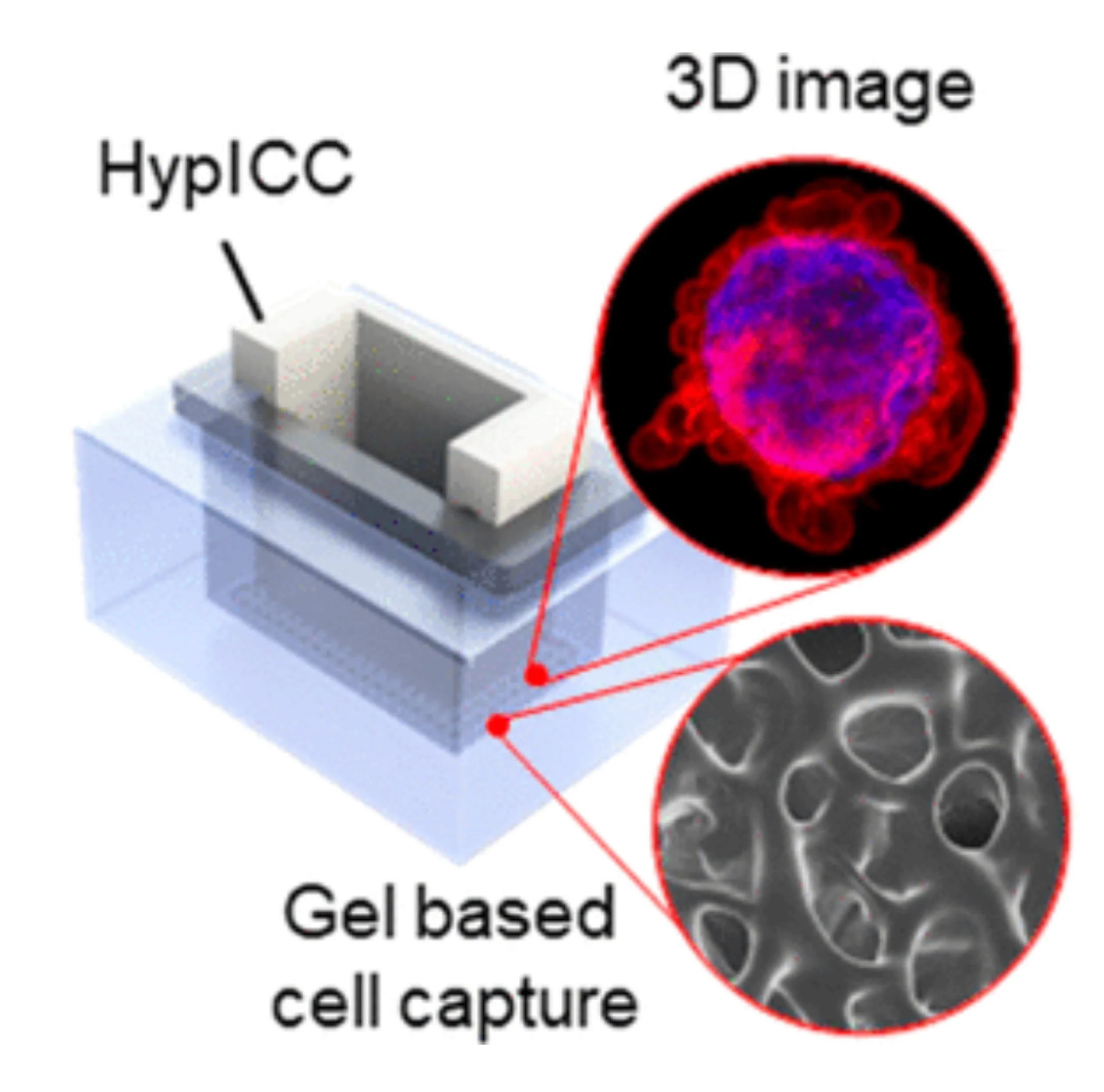 CTCeptor — CTCELLS | 씨티셀즈
