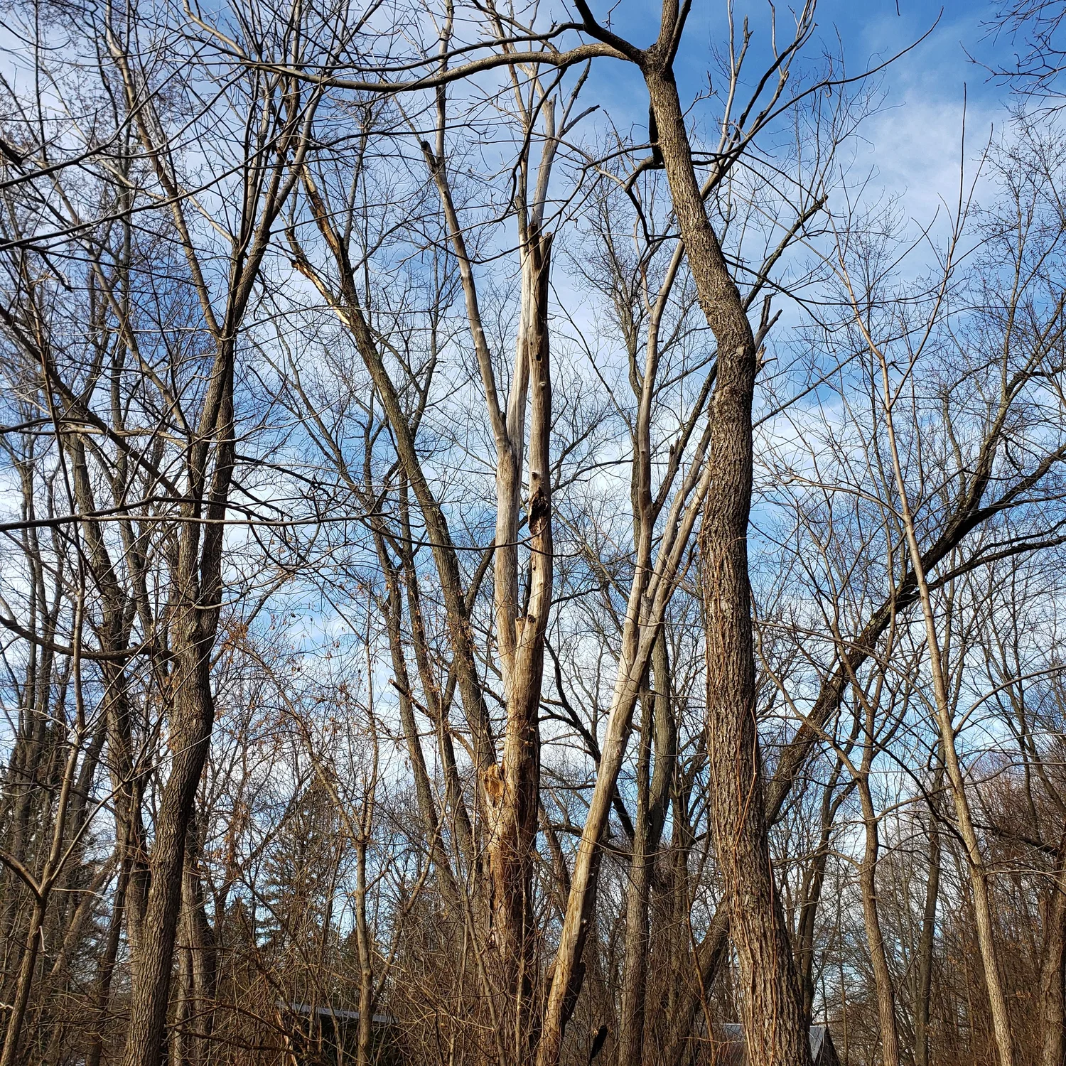 Harvesting Timber In Our Backyard: 6 Reasons We’re Doing It — Moe ...