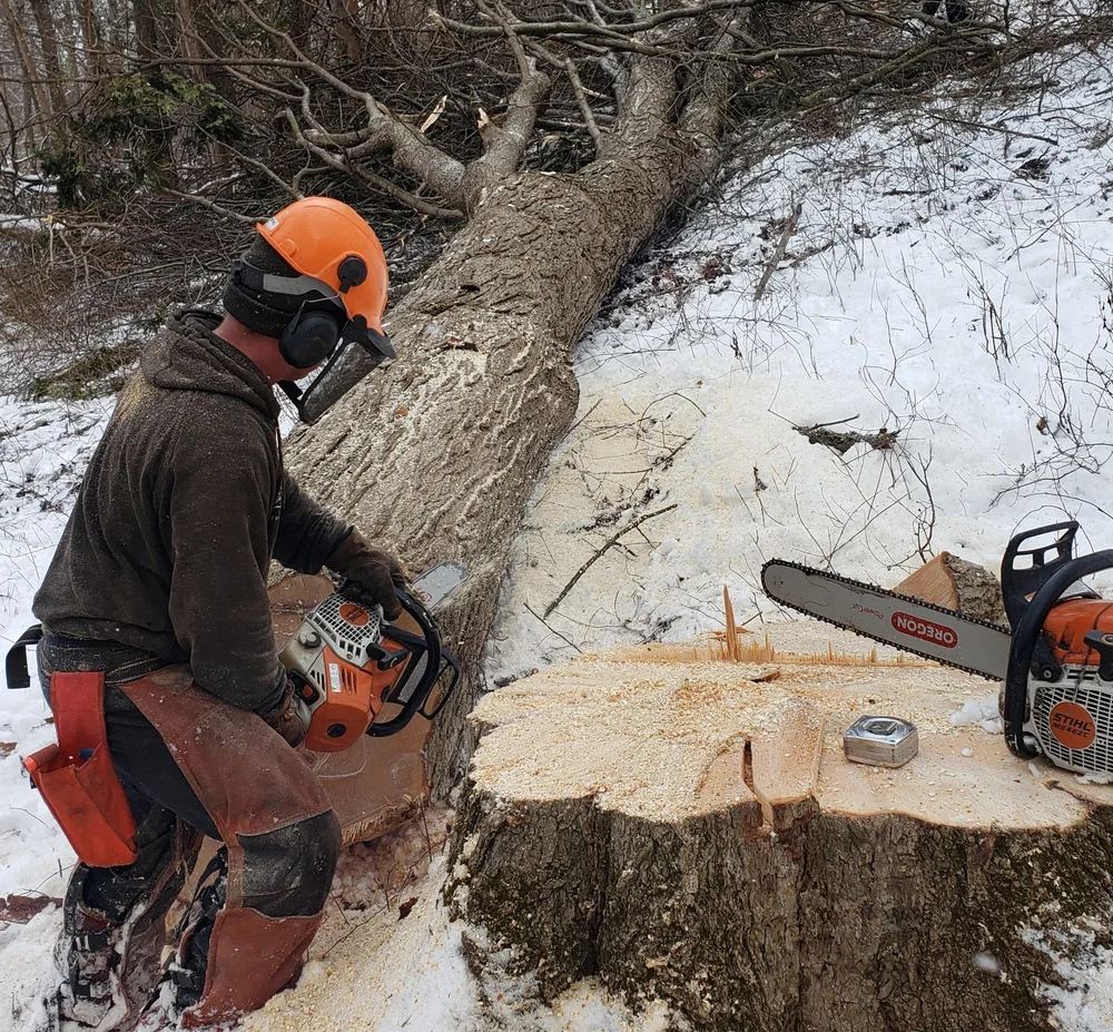 Harvesting Timber In Our Backyard: 6 Reasons We’re Doing It — Moe ...