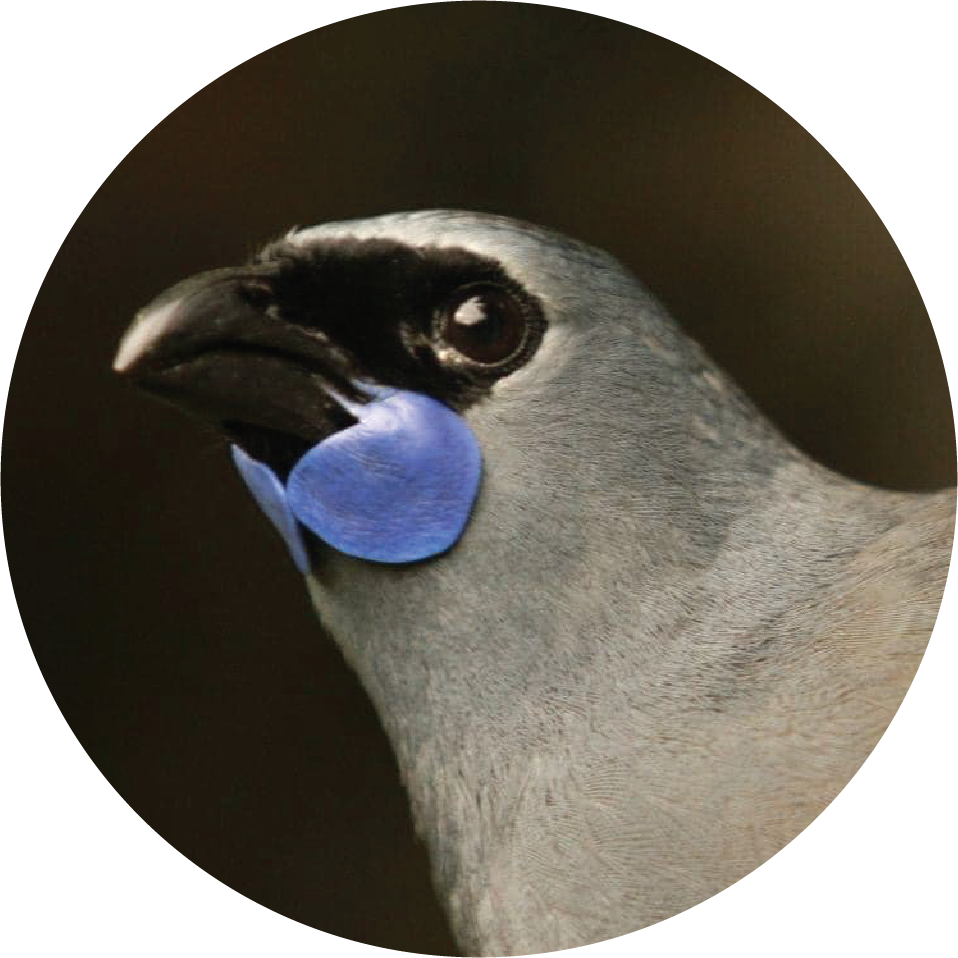 Kaharoa Kokako Trust