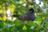 Kaharoa Kokako Trust