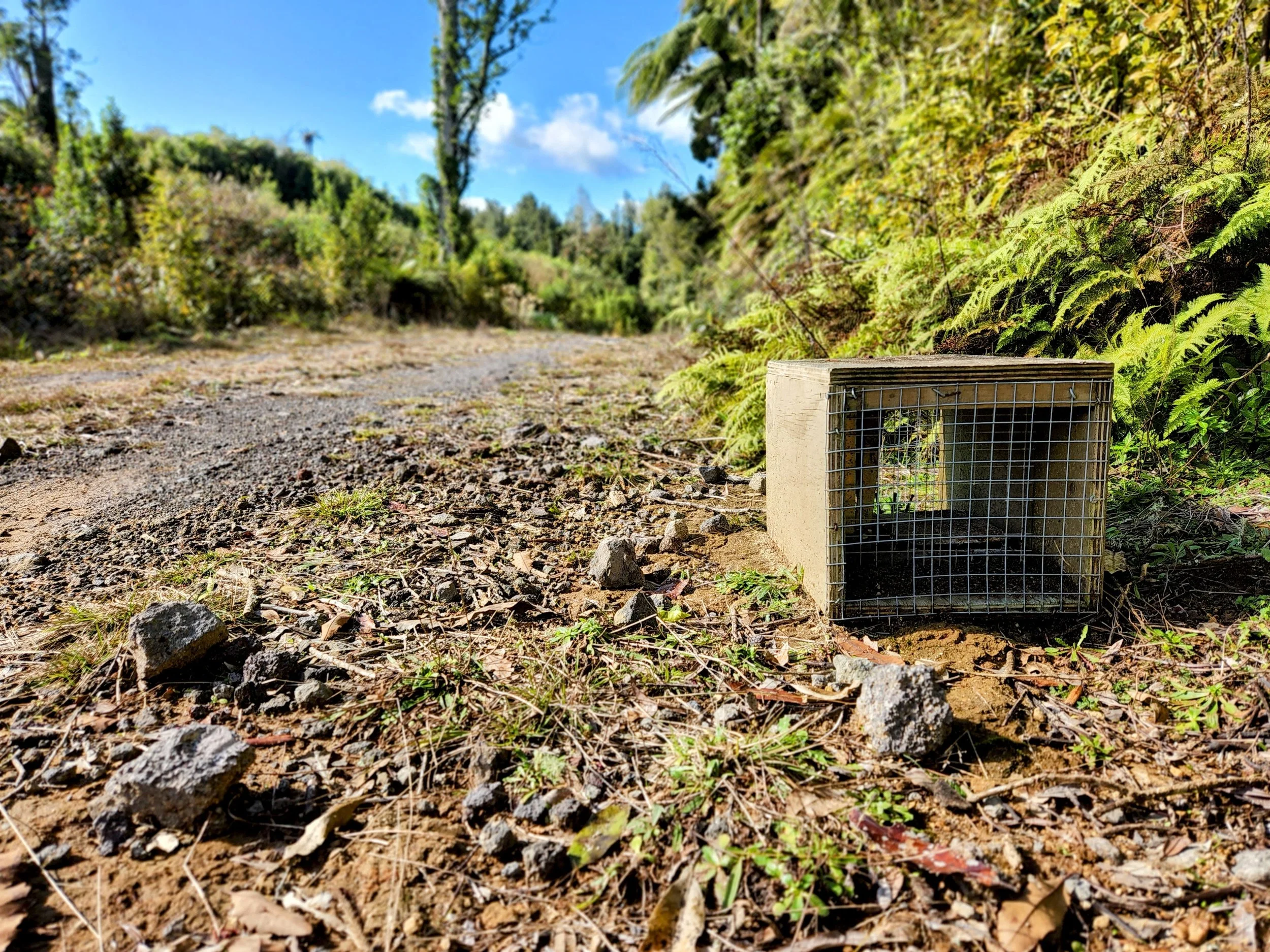 Predator Control & Monitoring (Copy) — Kaharoa Kokako Trust