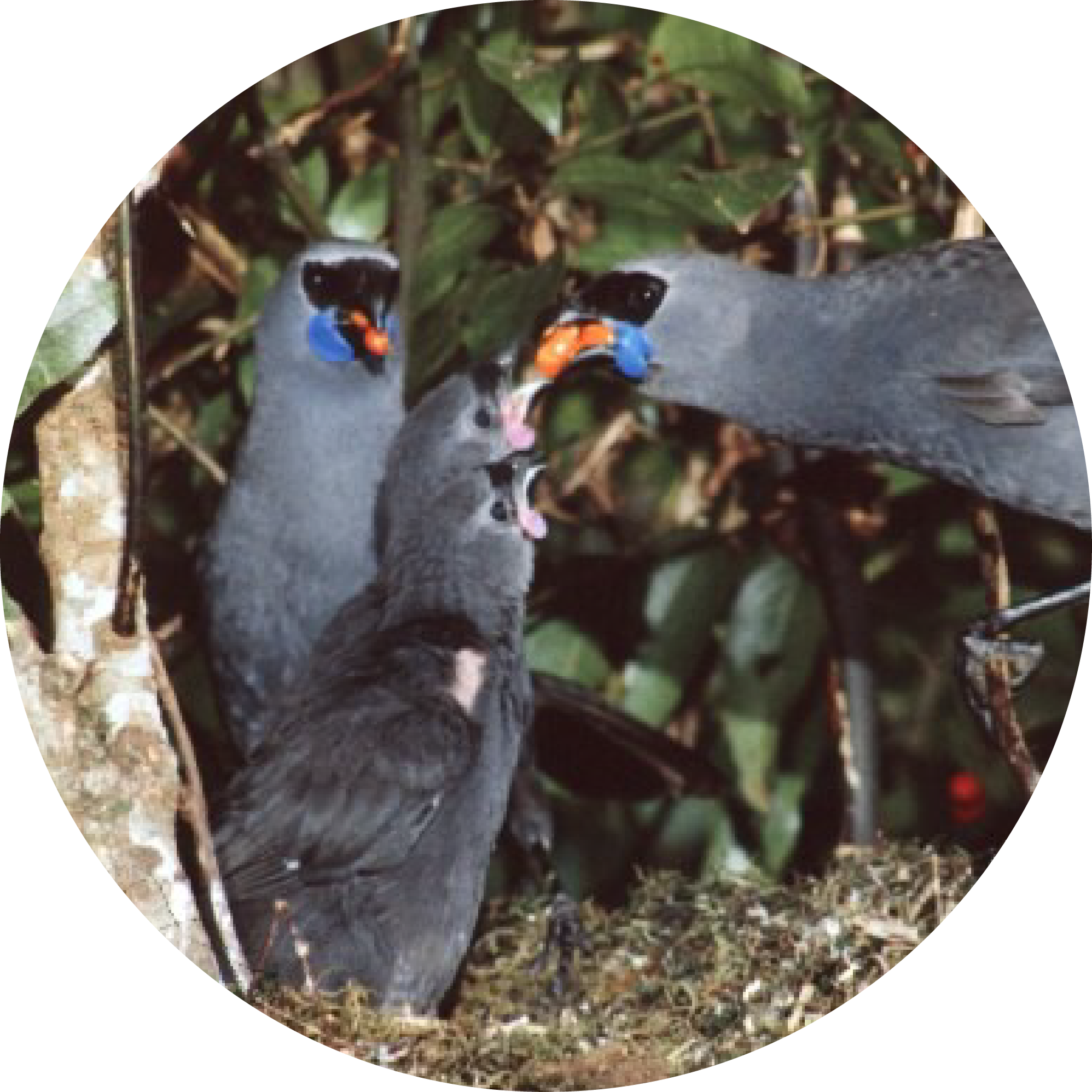 Learn About Kōkako — Kaharoa Kokako Trust