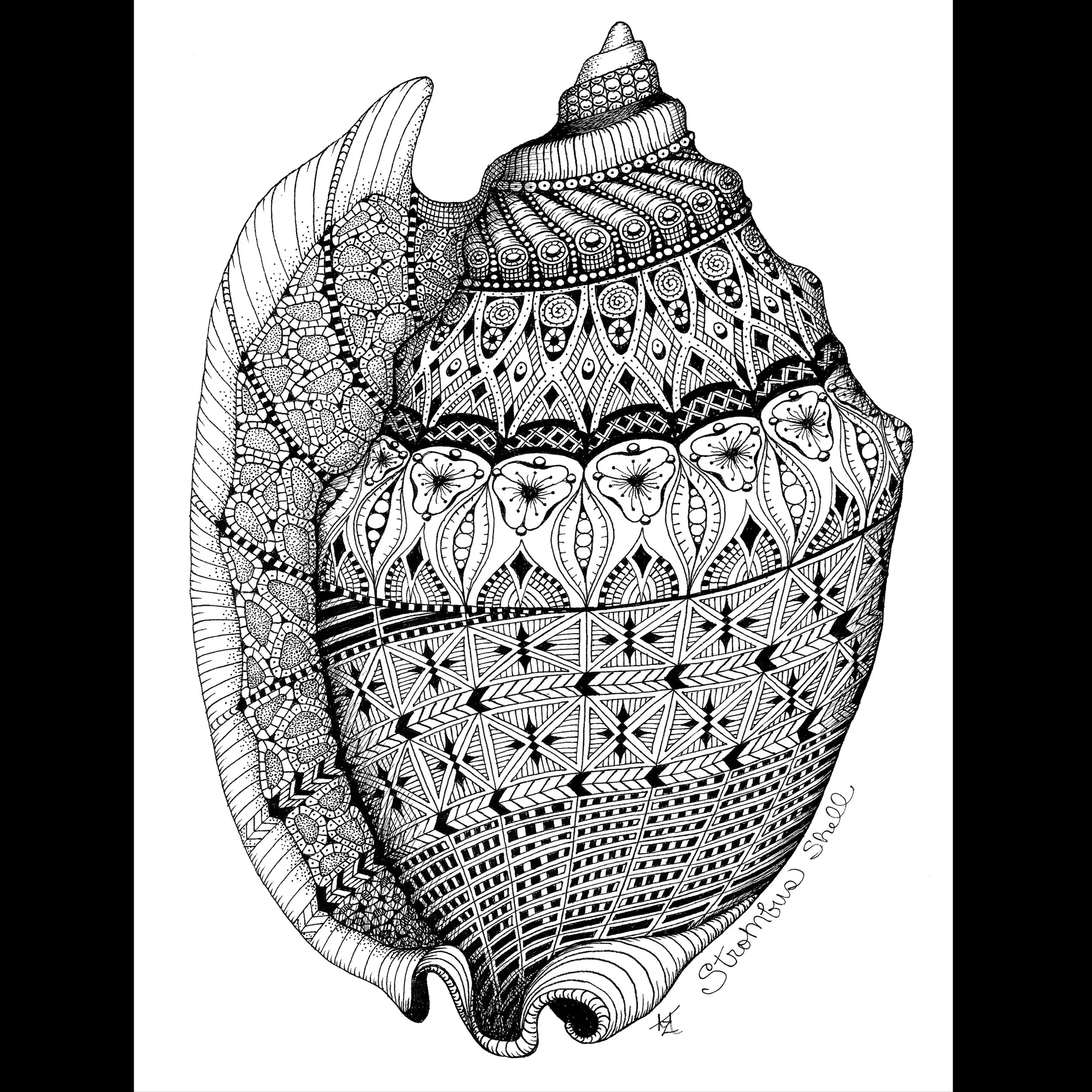 KRISTIN MOGER ART - Store- All work - Strombus Sea Shell Ink Drawing