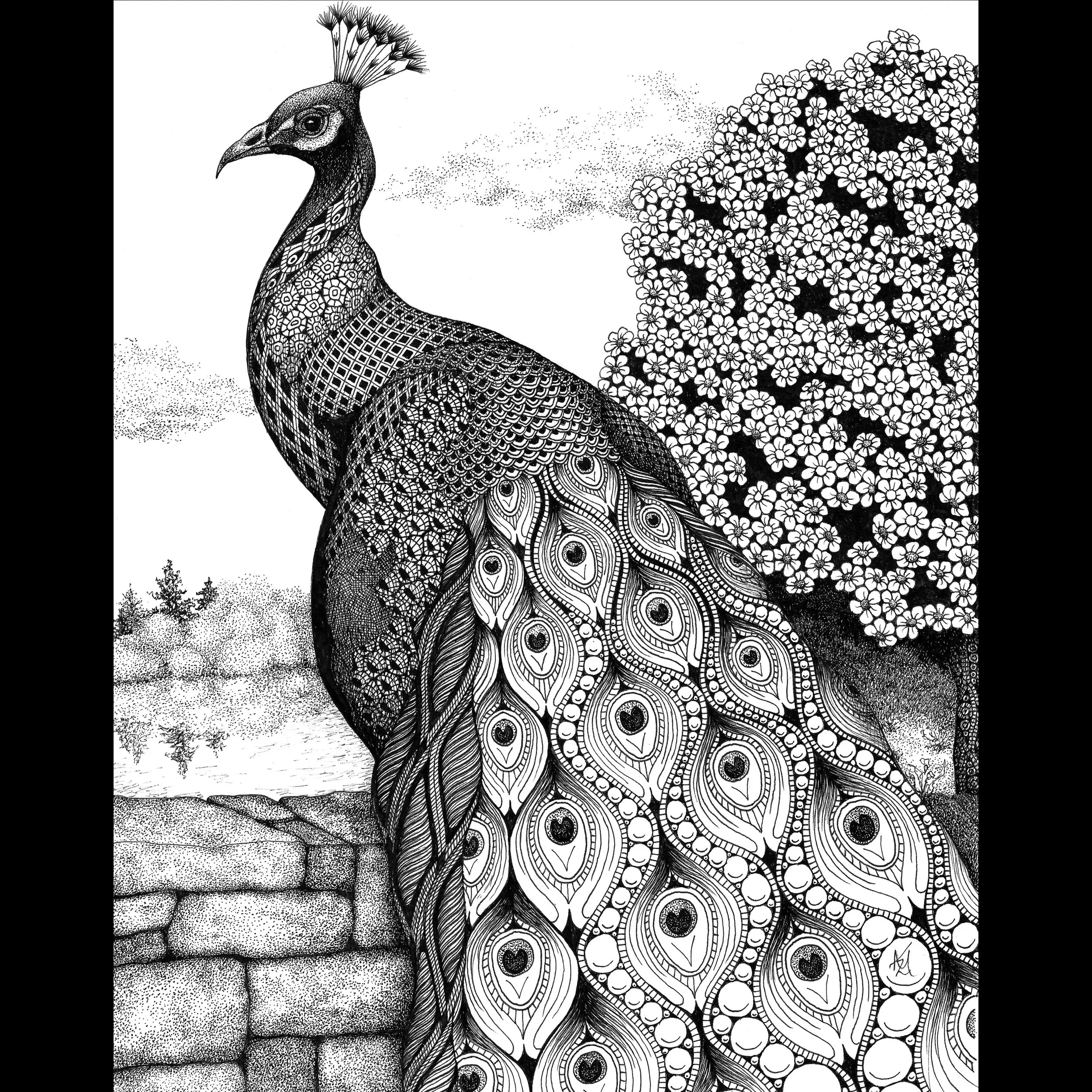 KRISTIN MOGER ART - Store- All work - Posh Peacock Bird Drawing