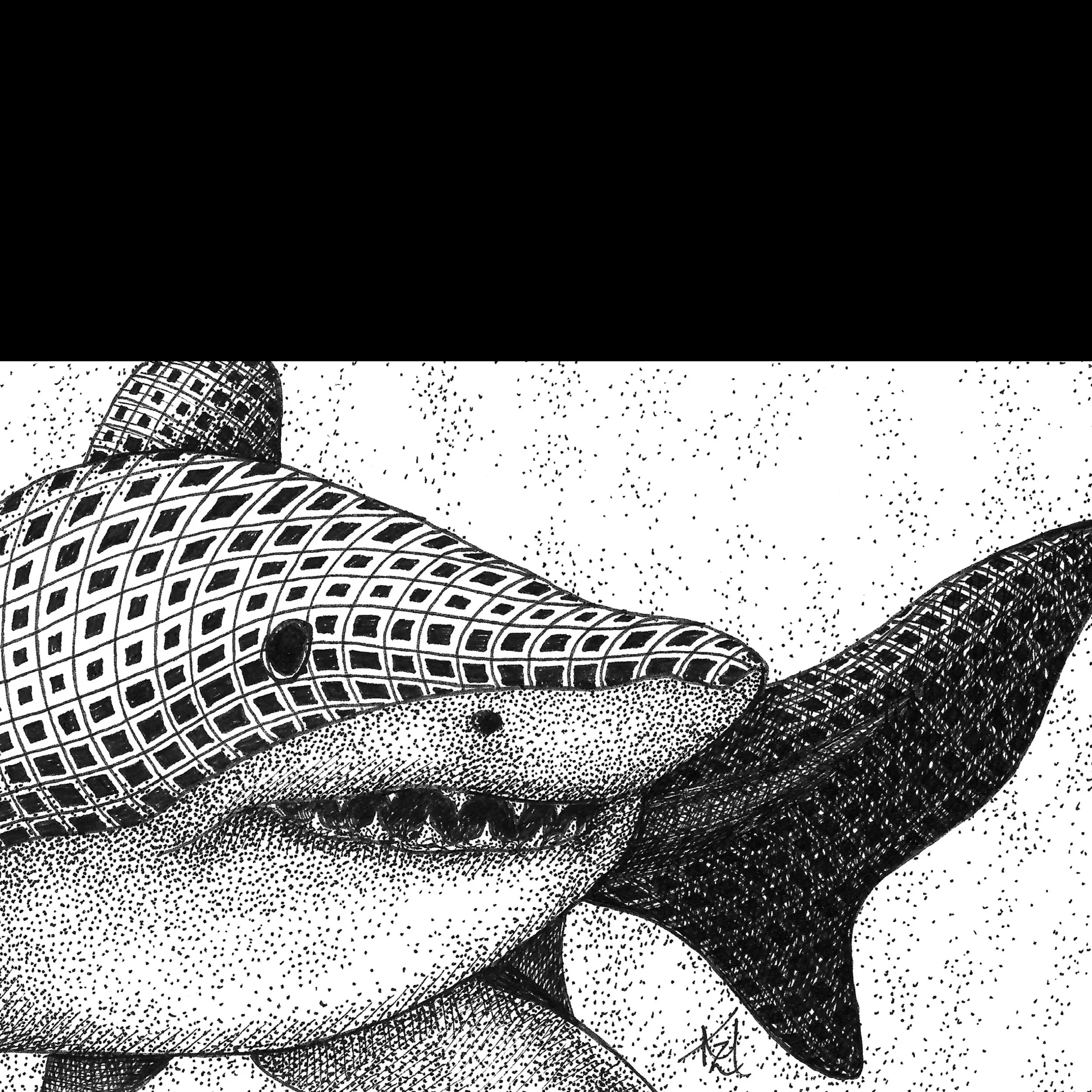 KRISTIN MOGER ART - Store- All work - Shark Ink Drawing