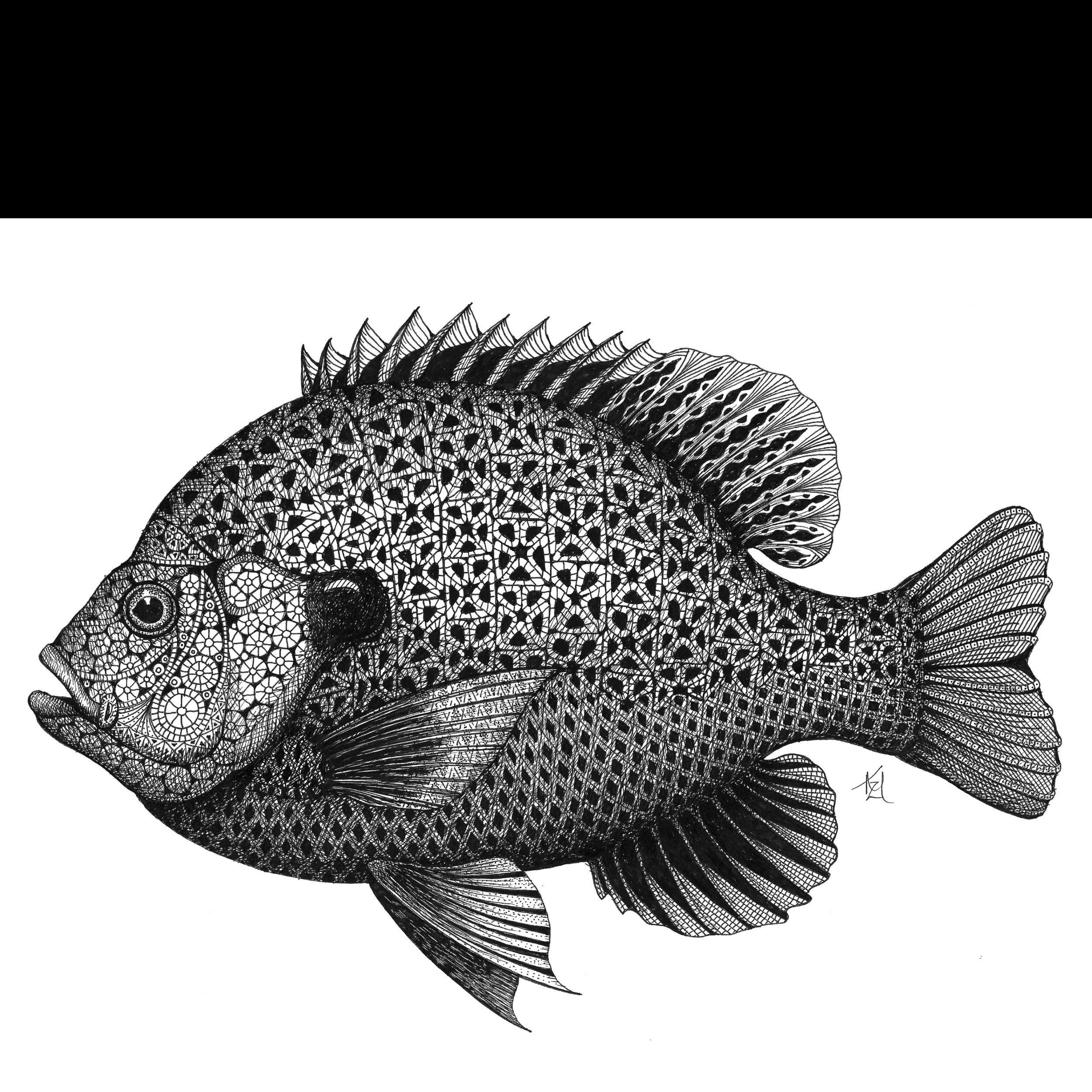 KRISTIN MOGER ART - Store- All work - Sunny Bluegill Sunfish Ink Drawing