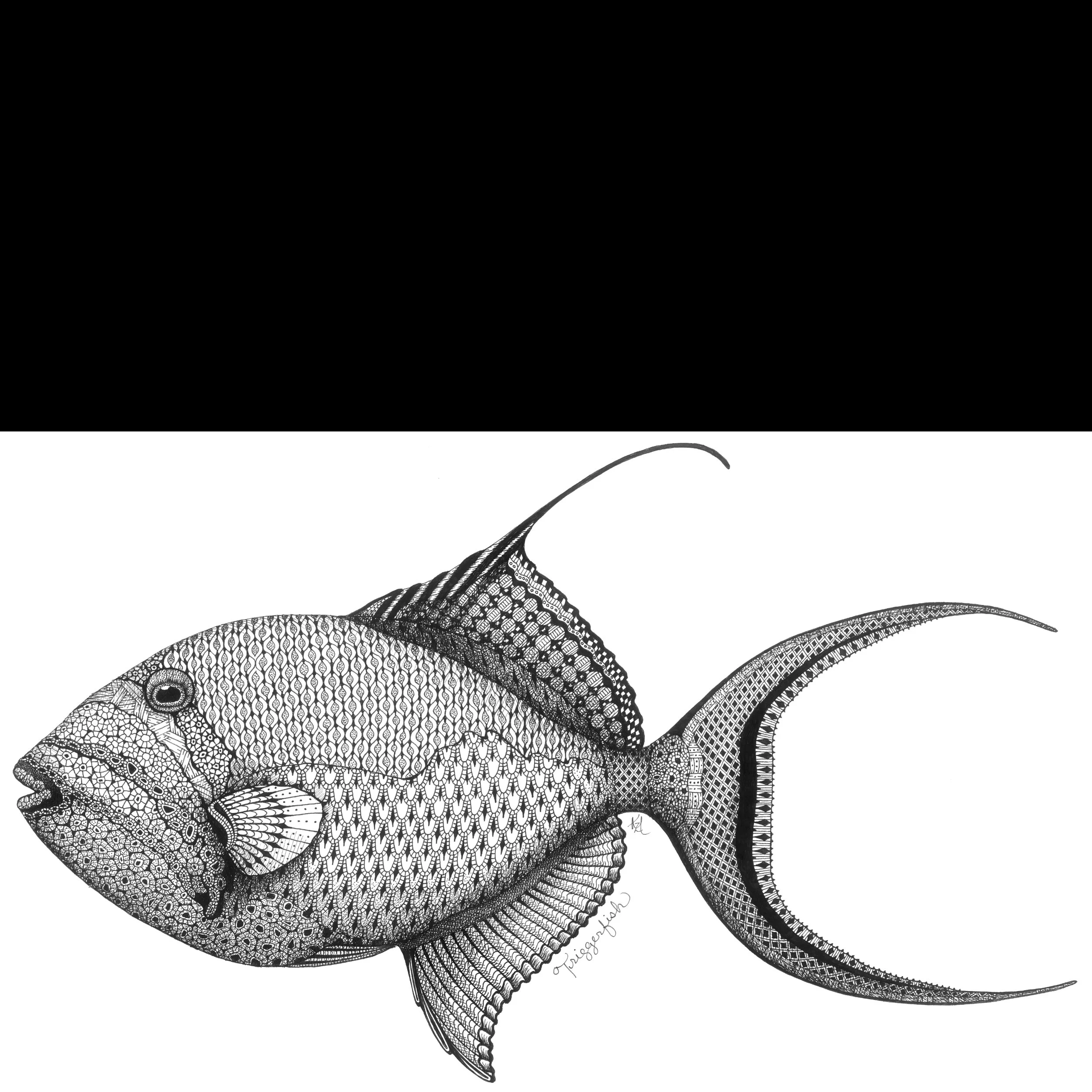 KRISTIN MOGER ART - Store- All work - Triggerfish Ink Drawing