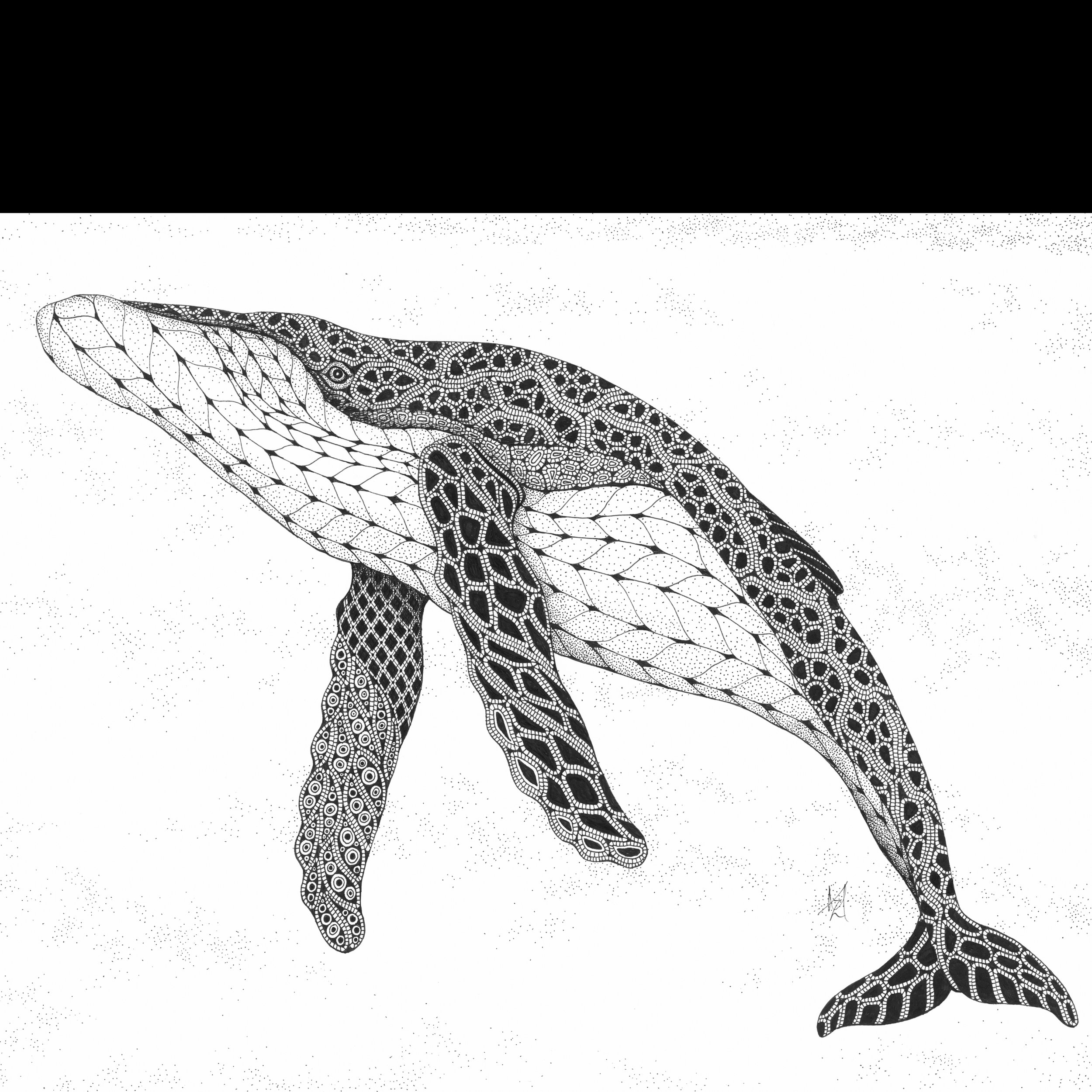 KRISTIN MOGER ART - Store- All work - Humpback Whale Ink Drawing