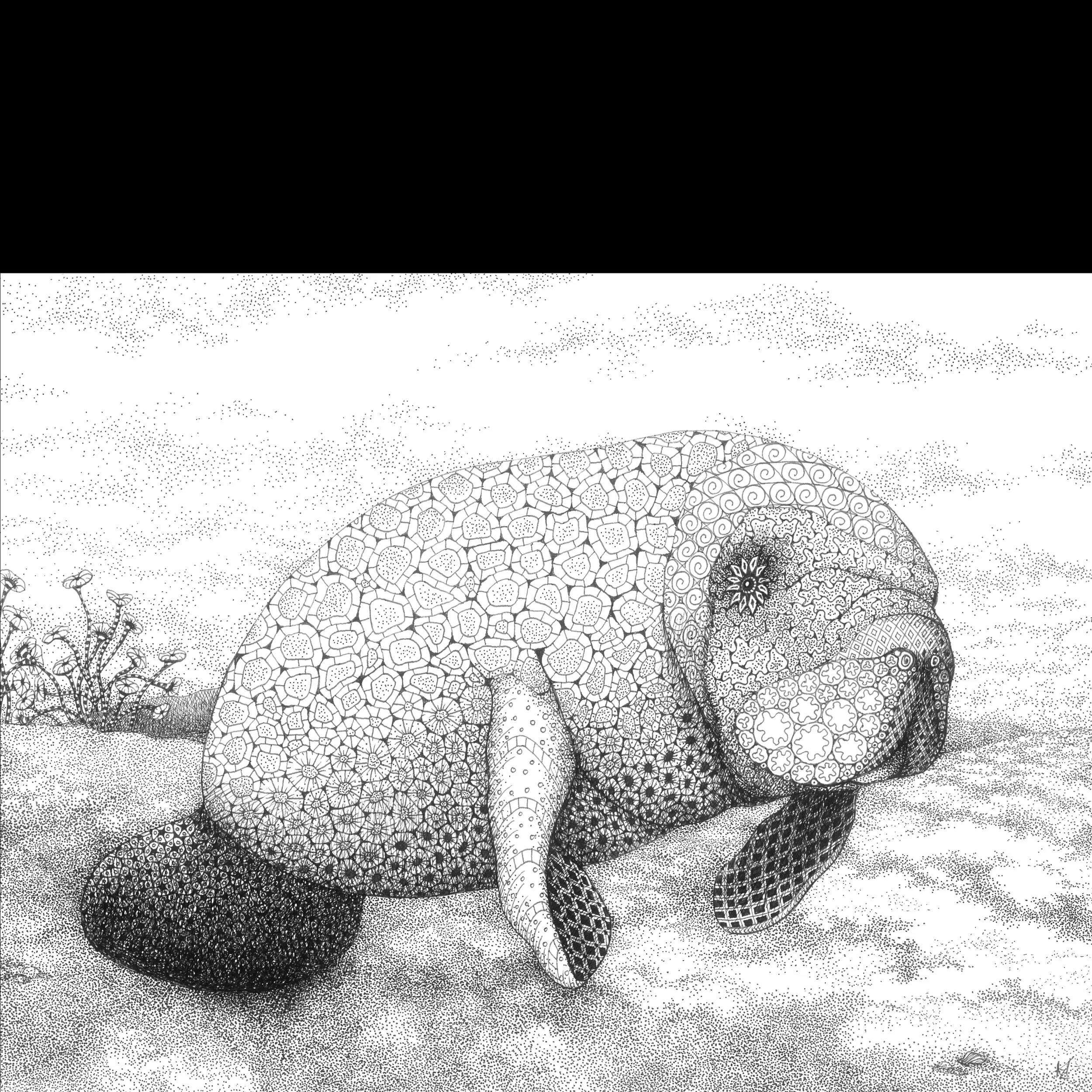 KRISTIN MOGER ART - Store- All work - Manatee Swimming Ink Drawing
