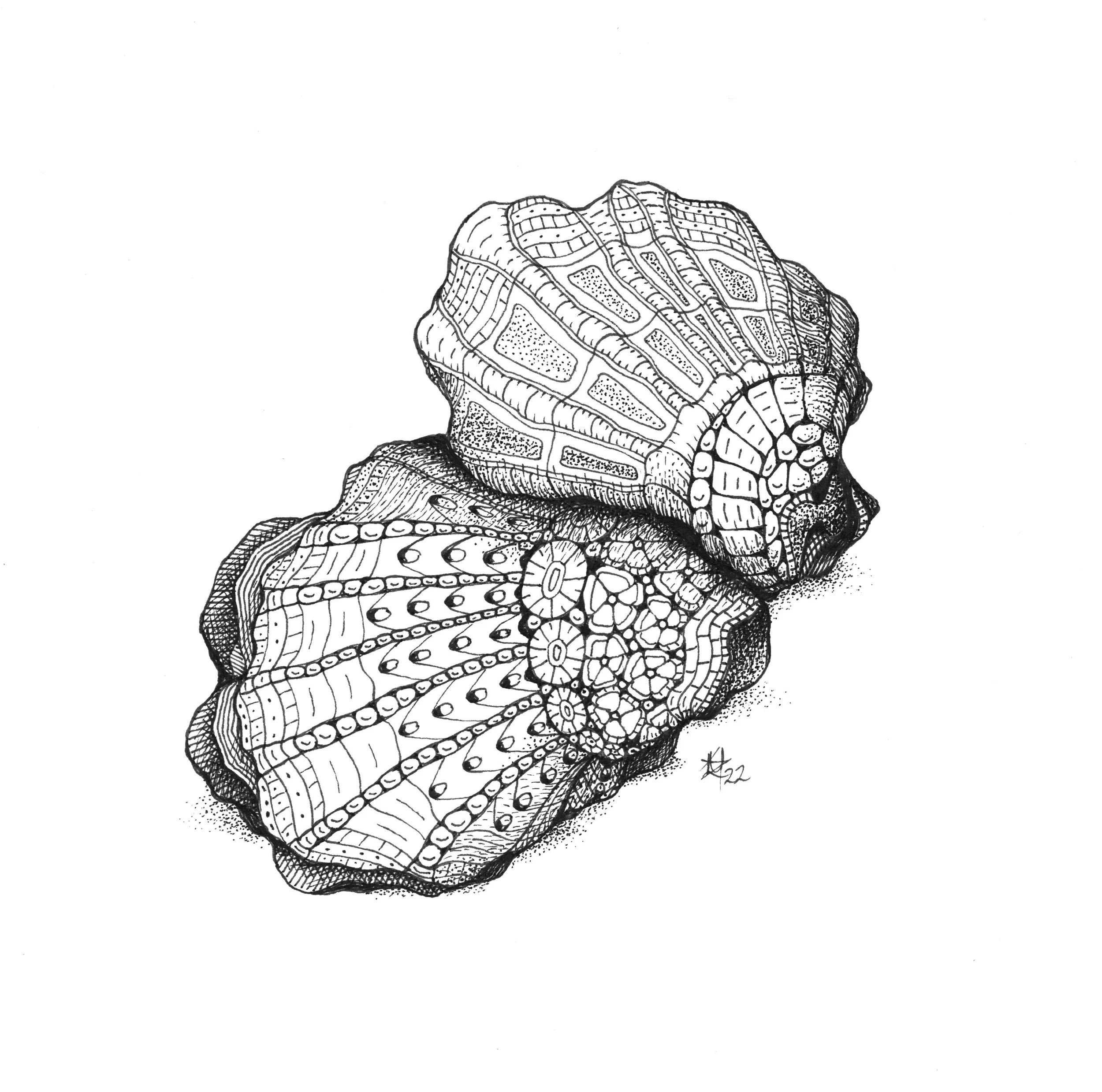 KRISTIN MOGER ART - Store- All work - Inseparable Oysters Ink Drawing