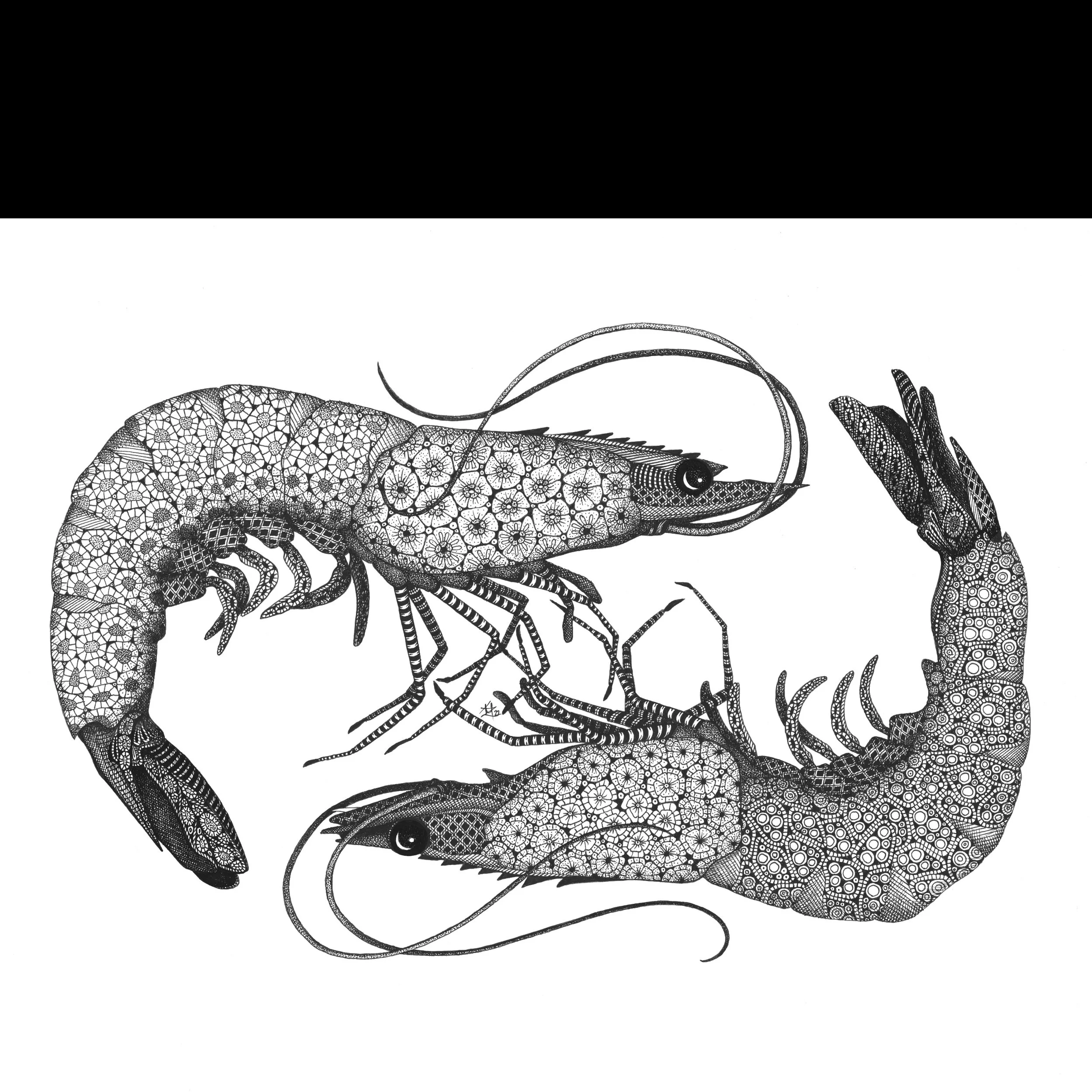KRISTIN MOGER ART - Store- All work - Shrimp Duet Ink Drawing
