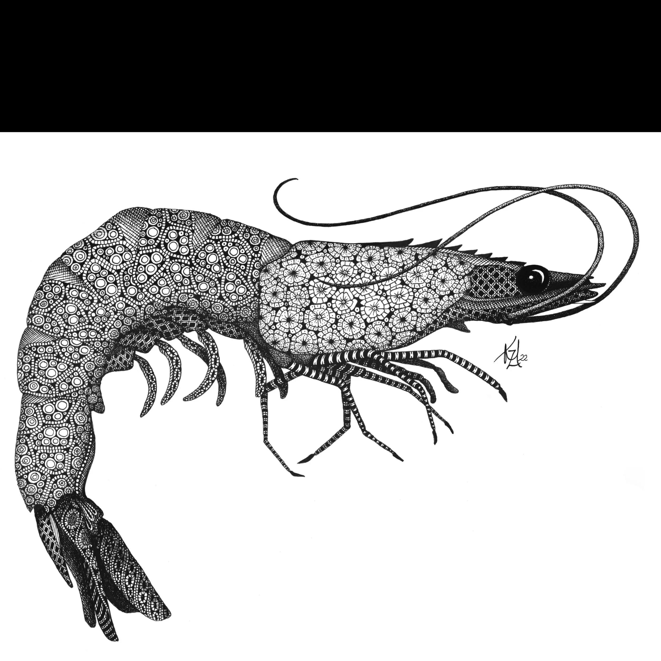 KRISTIN MOGER ART - Store- All work - Shrimp Yin Ink Drawing