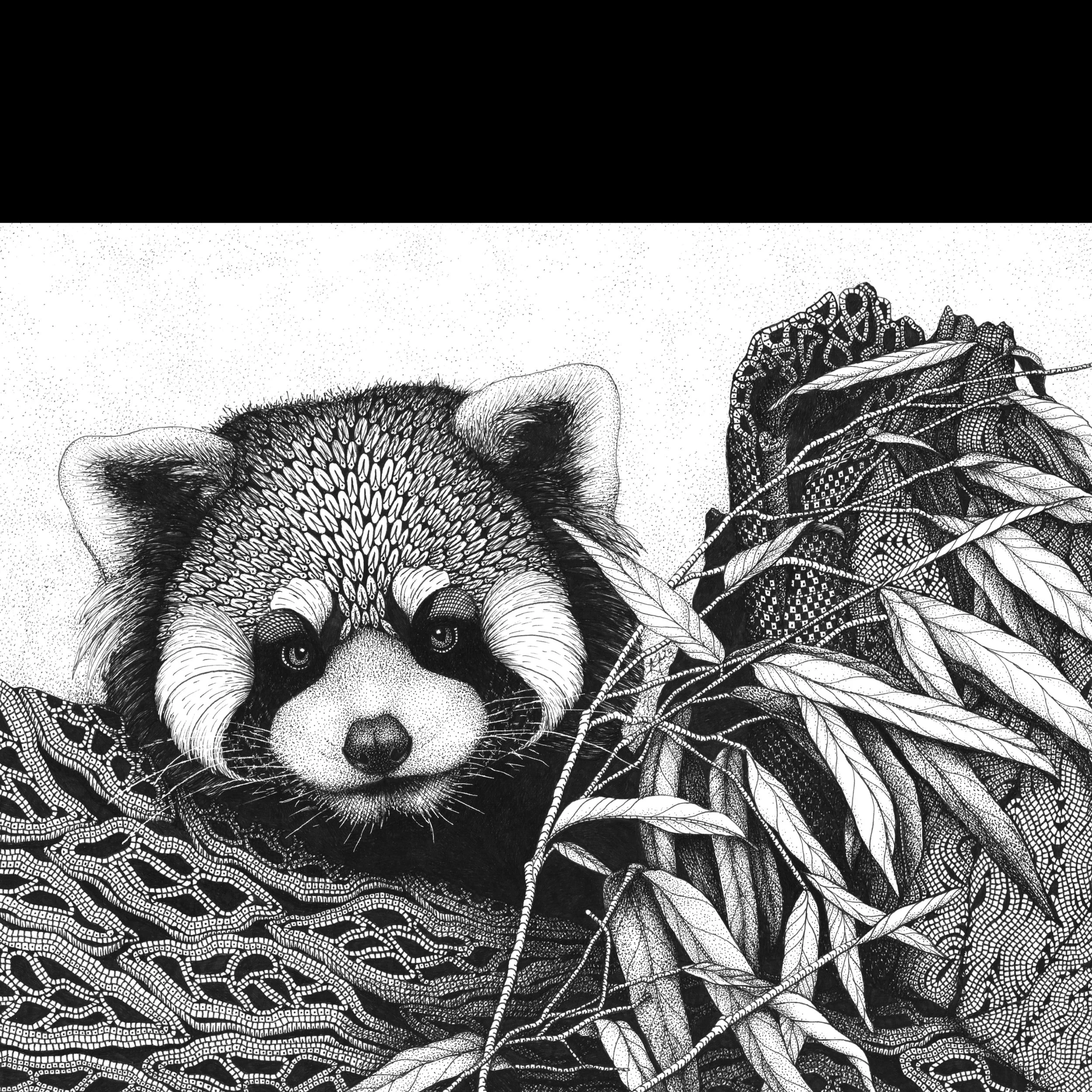 KRISTIN MOGER ART - Store- All work - Hello Big Red Panda Ink Drawing