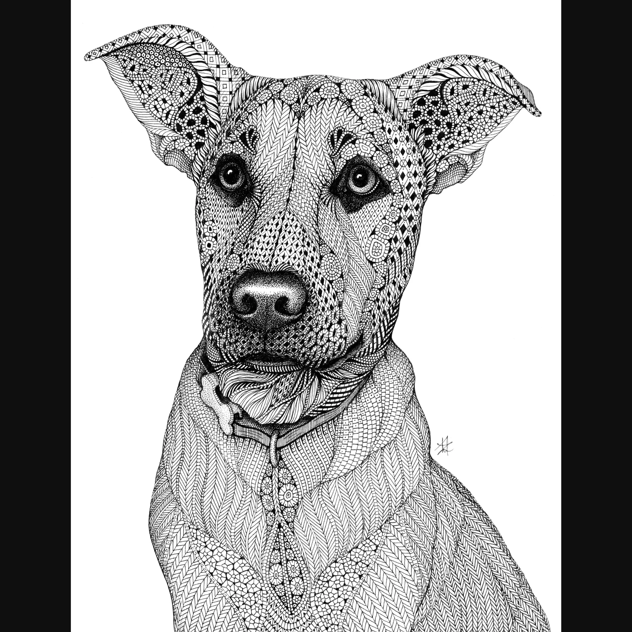 KRISTIN MOGER ART - Store- All work - I'm All Ears Dog Portrait Ink Drawing