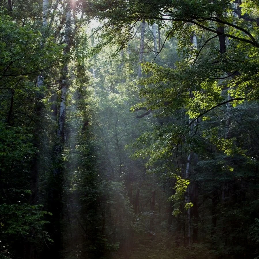 Online Zendo | Virtual Dojo — Chosei Zen