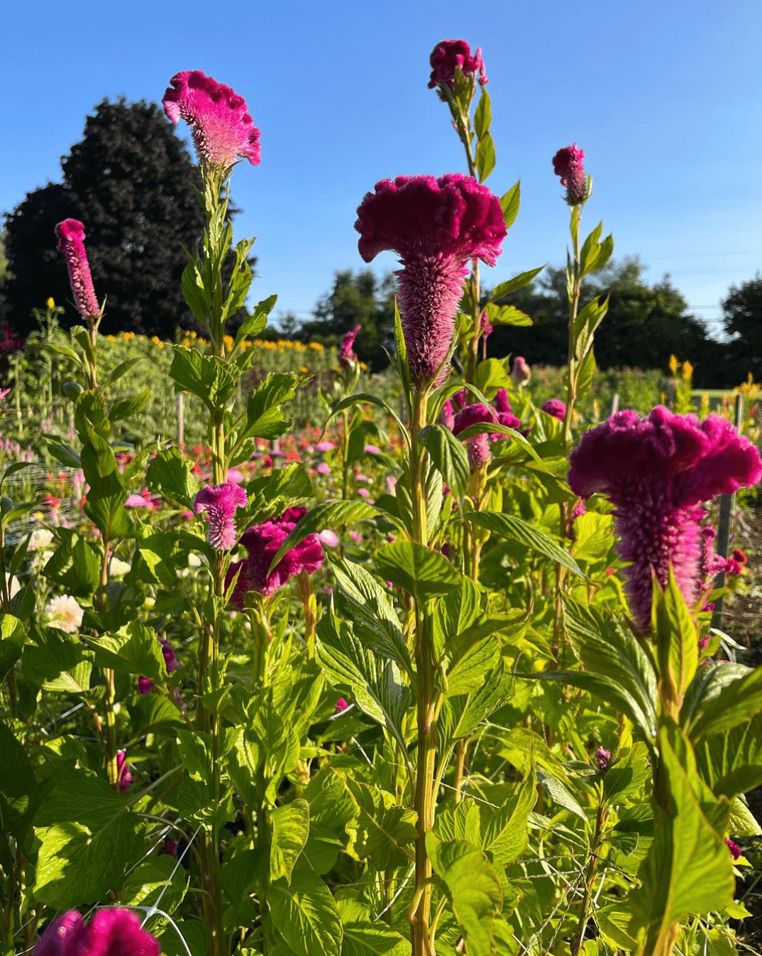 Saturday Market — Firefly Flowers