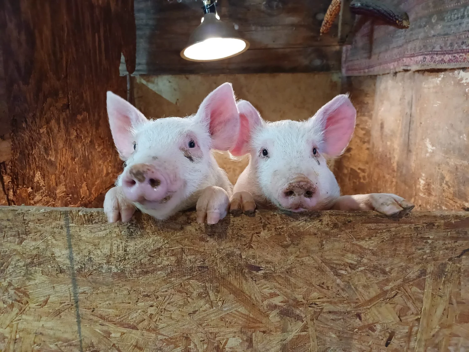 Local Farms in Chicago with Live Animals — Blog
