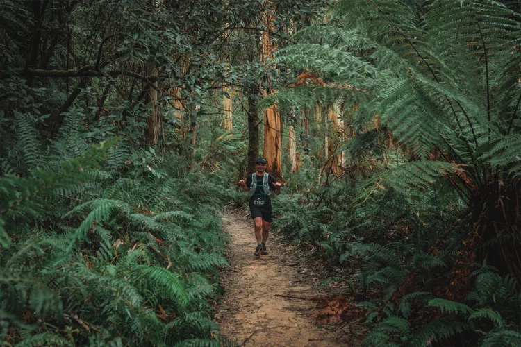 Run Forest