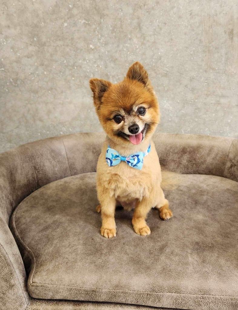 Dog Grooming | Pamper Your Pet Today — Unleashed Dog Training