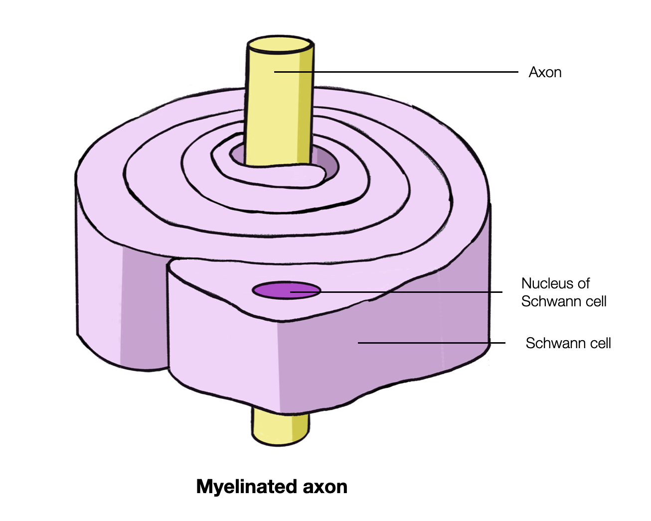 Understanding Autonomic Nervous System Anatomy — Polyvagal Pro