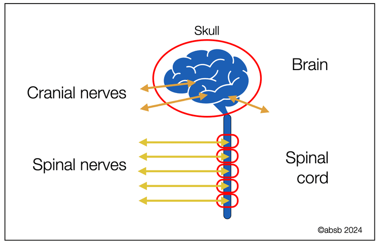 Understanding Autonomic Nervous System Anatomy — Polyvagal Pro