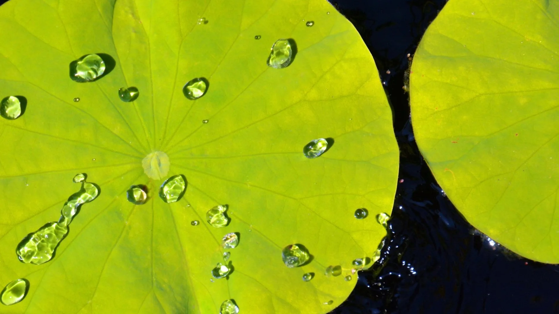 About Lily — LEARNING FROM NATURE