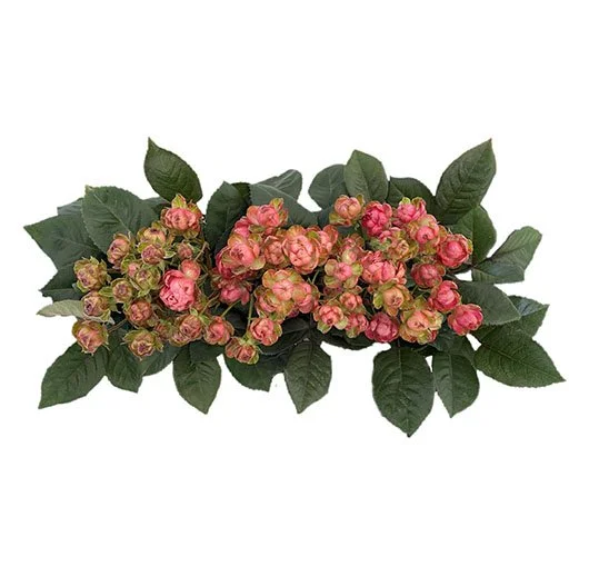 Princess Garden Roses