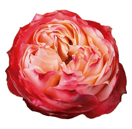 Princess Garden Roses