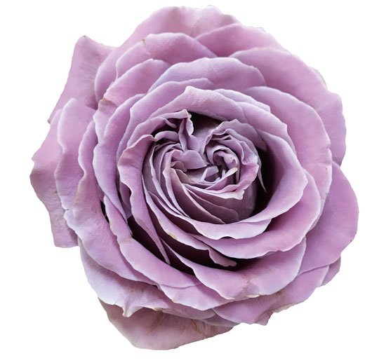 Princess Garden Roses