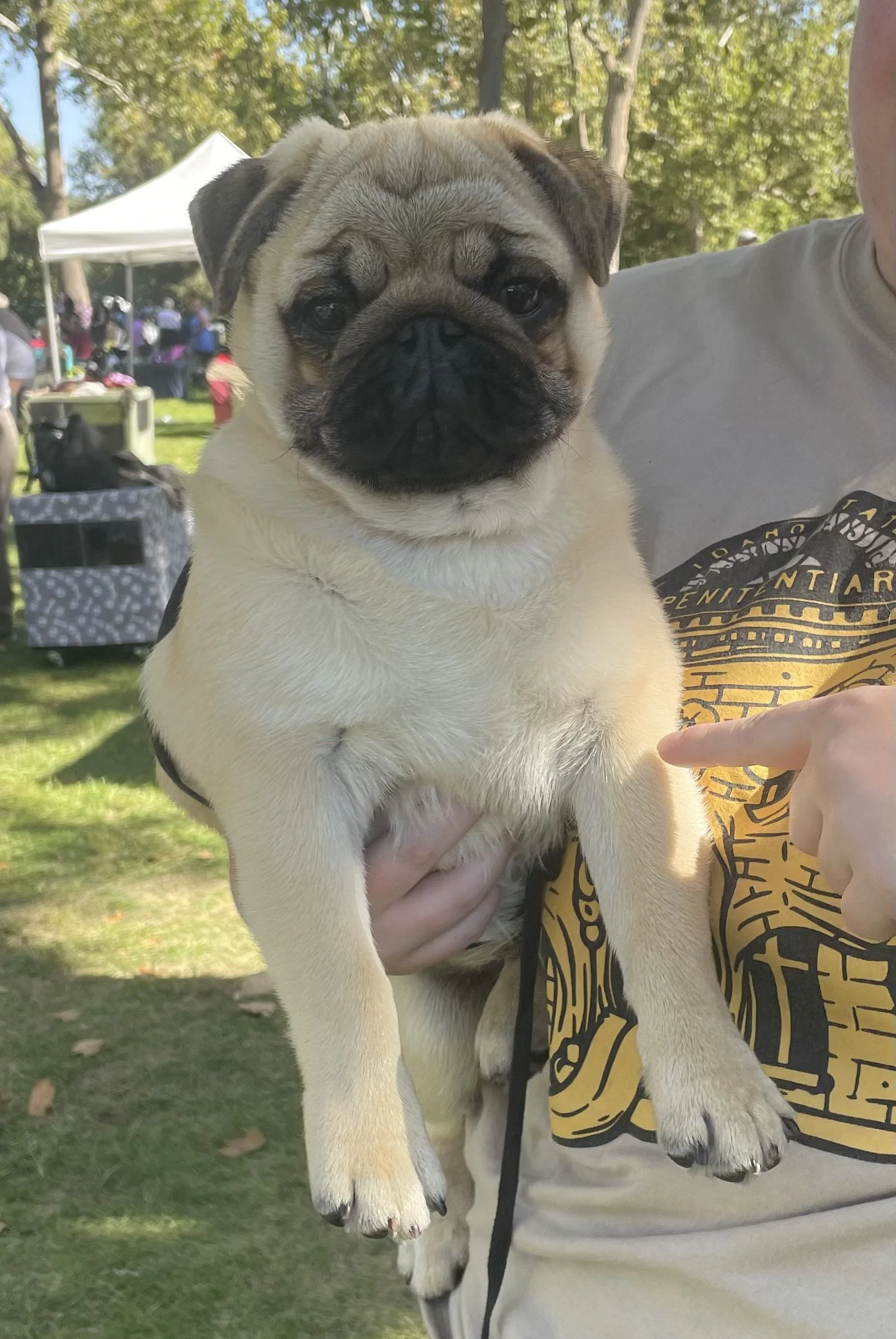 Available Pugs — Columbia River Pug Fanciers