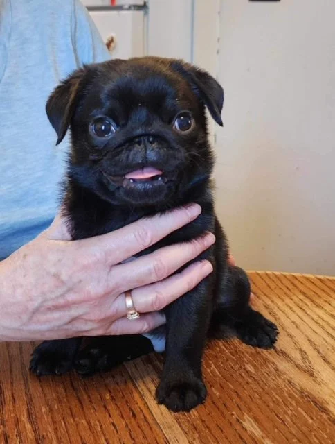Available Pugs — Columbia River Pug Fanciers