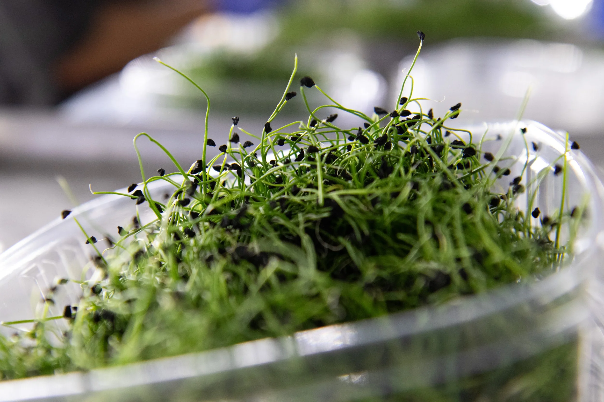 About — Simple Seed Farms