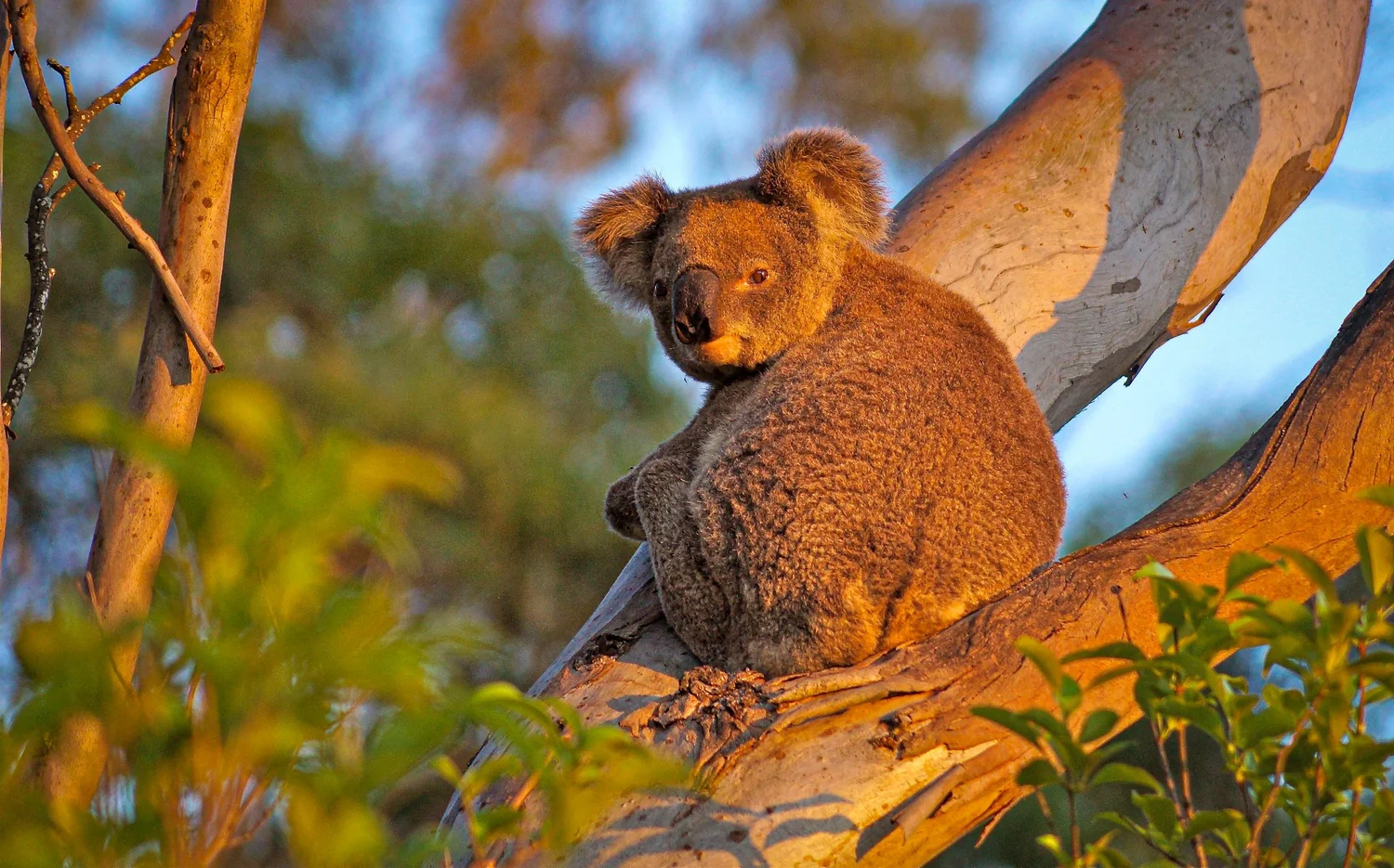 About Us — Toowoomba Region Koala Habitat Project