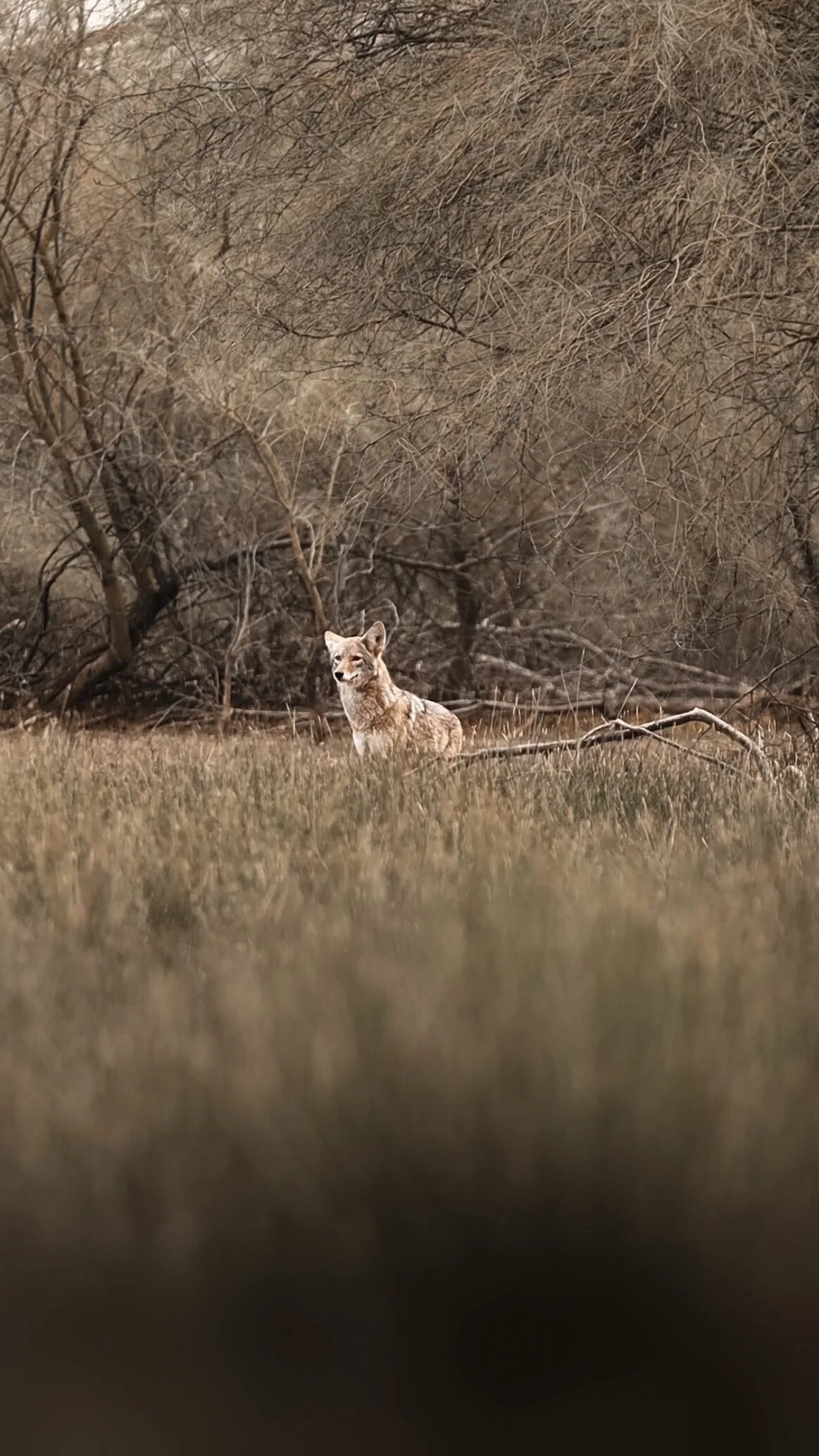 VIDEOS — DC PREDATOR