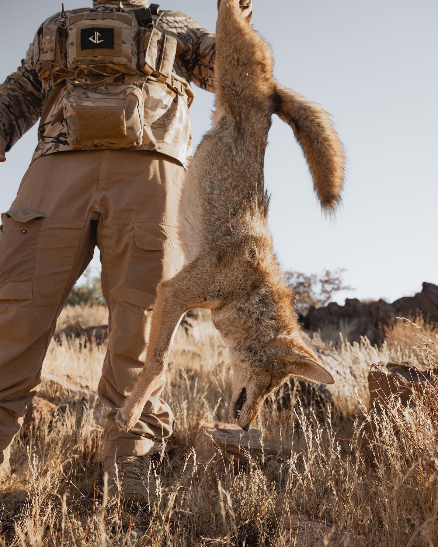 VIDEOS — DC PREDATOR