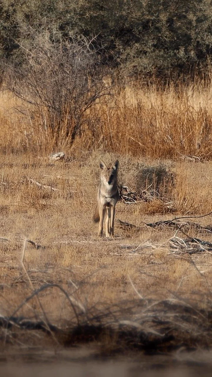 VIDEOS — DC PREDATOR